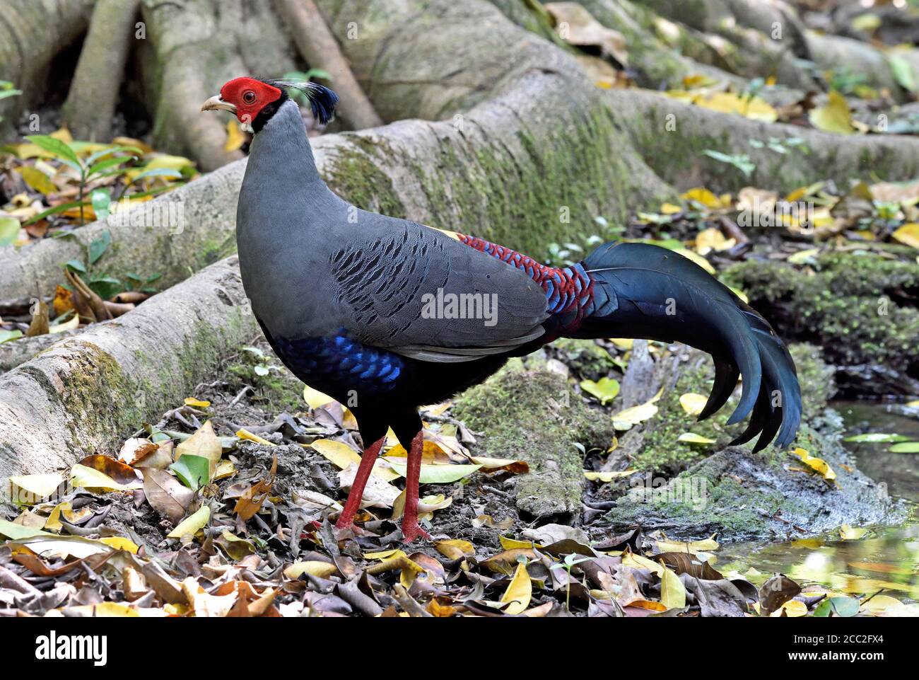 Diards fireback pheasant hi-res stock photography and images - Alamy