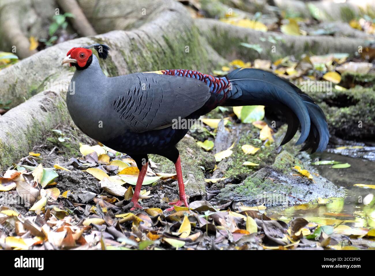 A male Siamese Fireback (Lophura diardi) in the forest in North Eastern ...