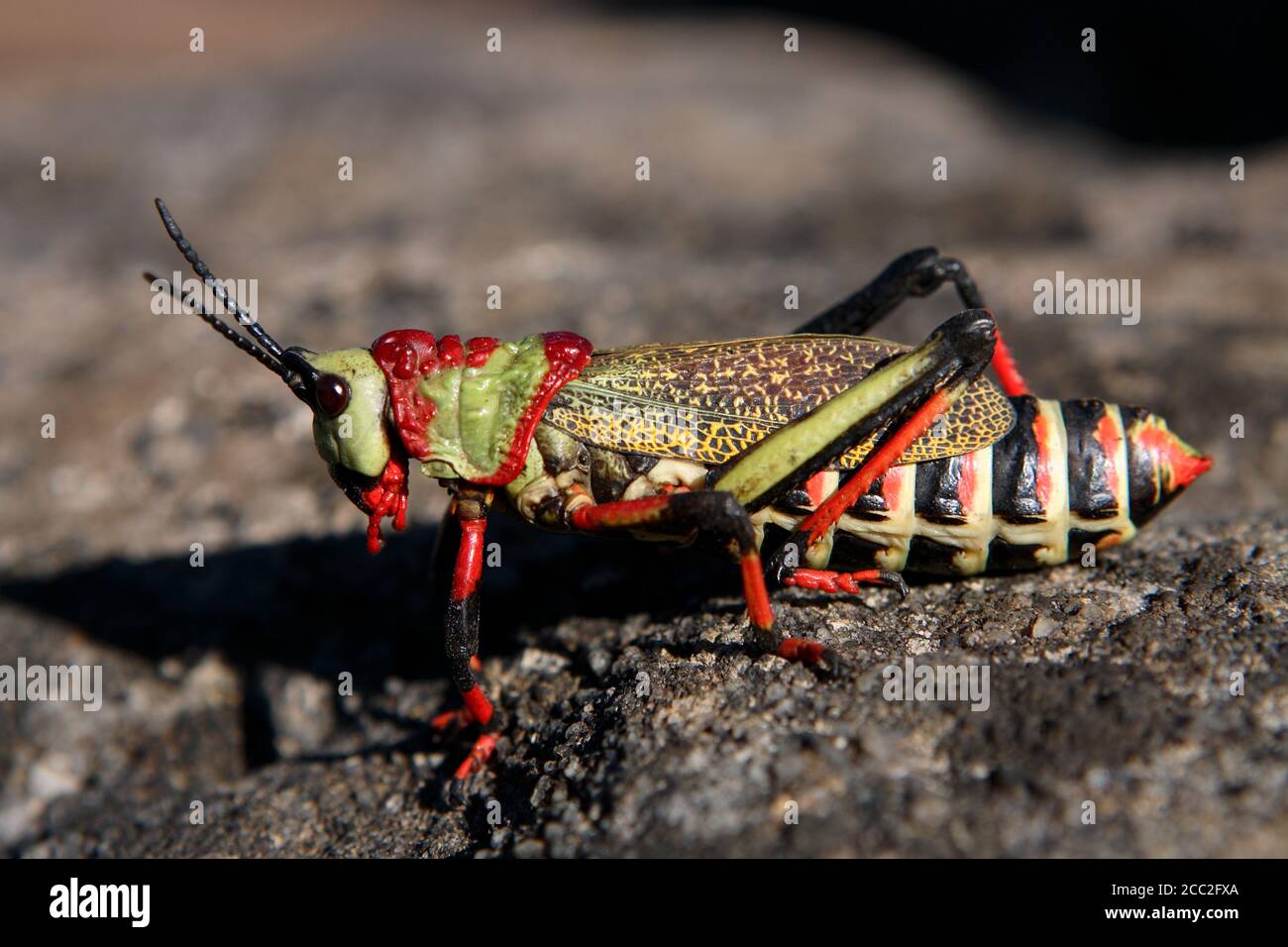 South africa black and red insect bug hi-res stock photography and ...