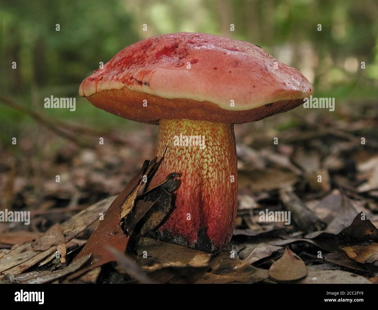 Bolete mushroom with pores hi-res stock photography and images - Alamy