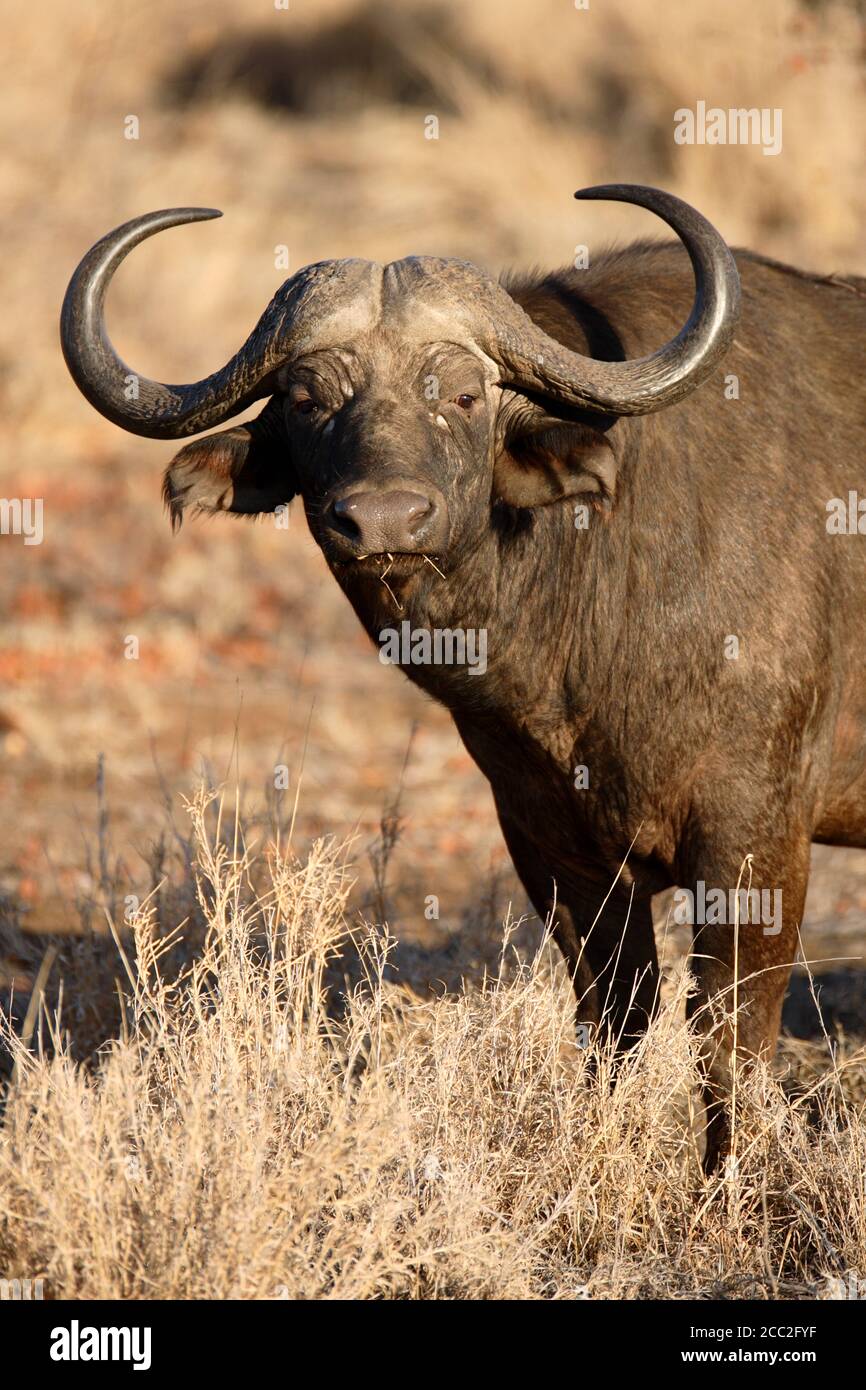 Male african buffalo african bull buffalo hi-res stock photography and ...