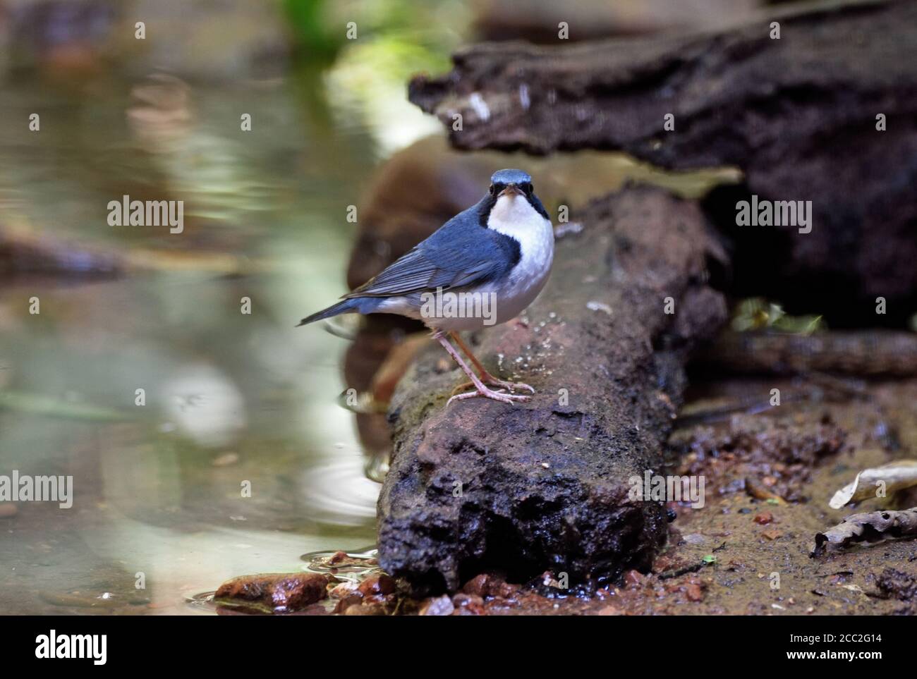 A male Siberian Blue Robin (Larvivora cyane) by a shallow stream in the ...