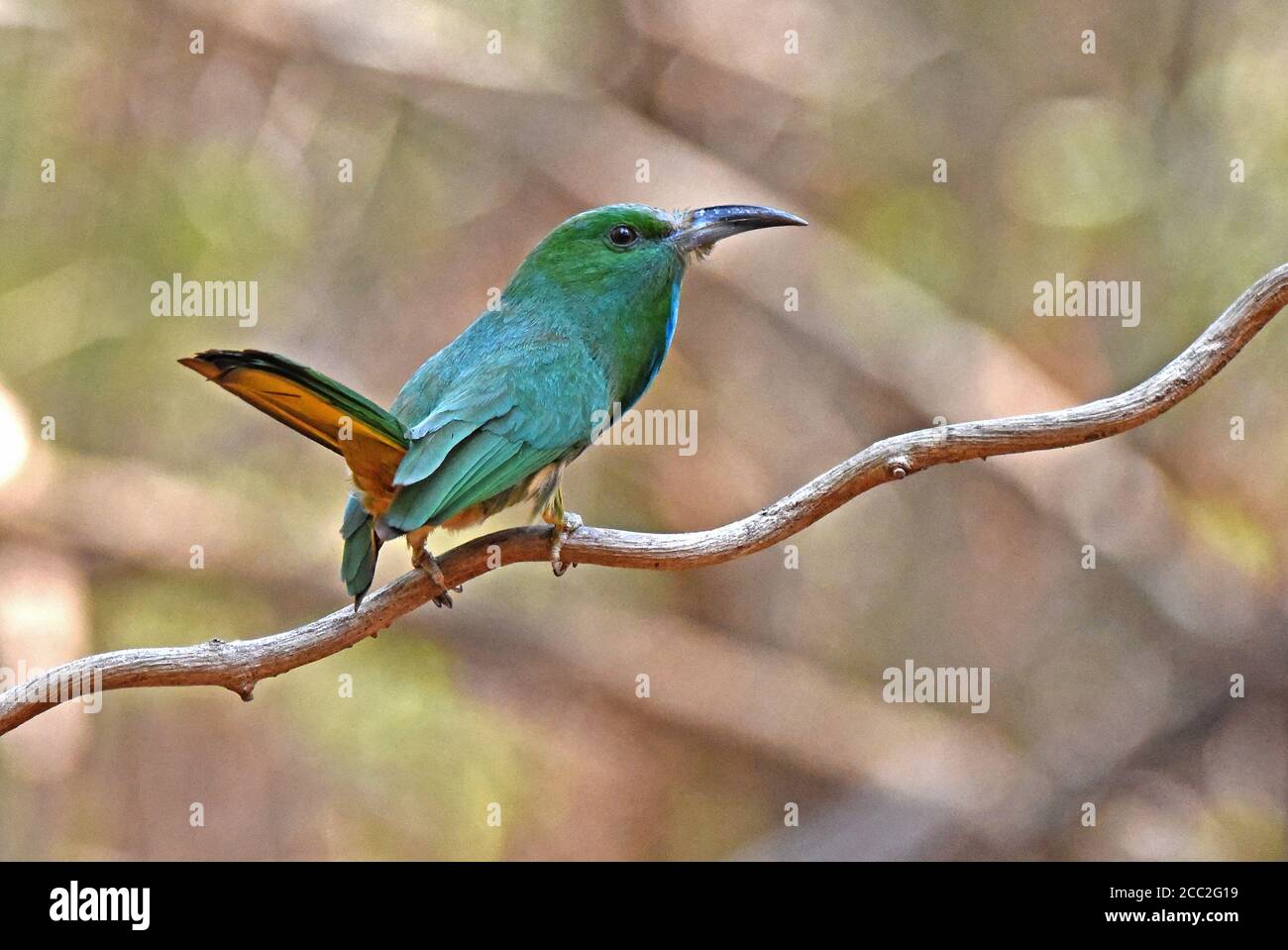 Blue bearded bee eater in asia hi-res stock photography and images - Alamy