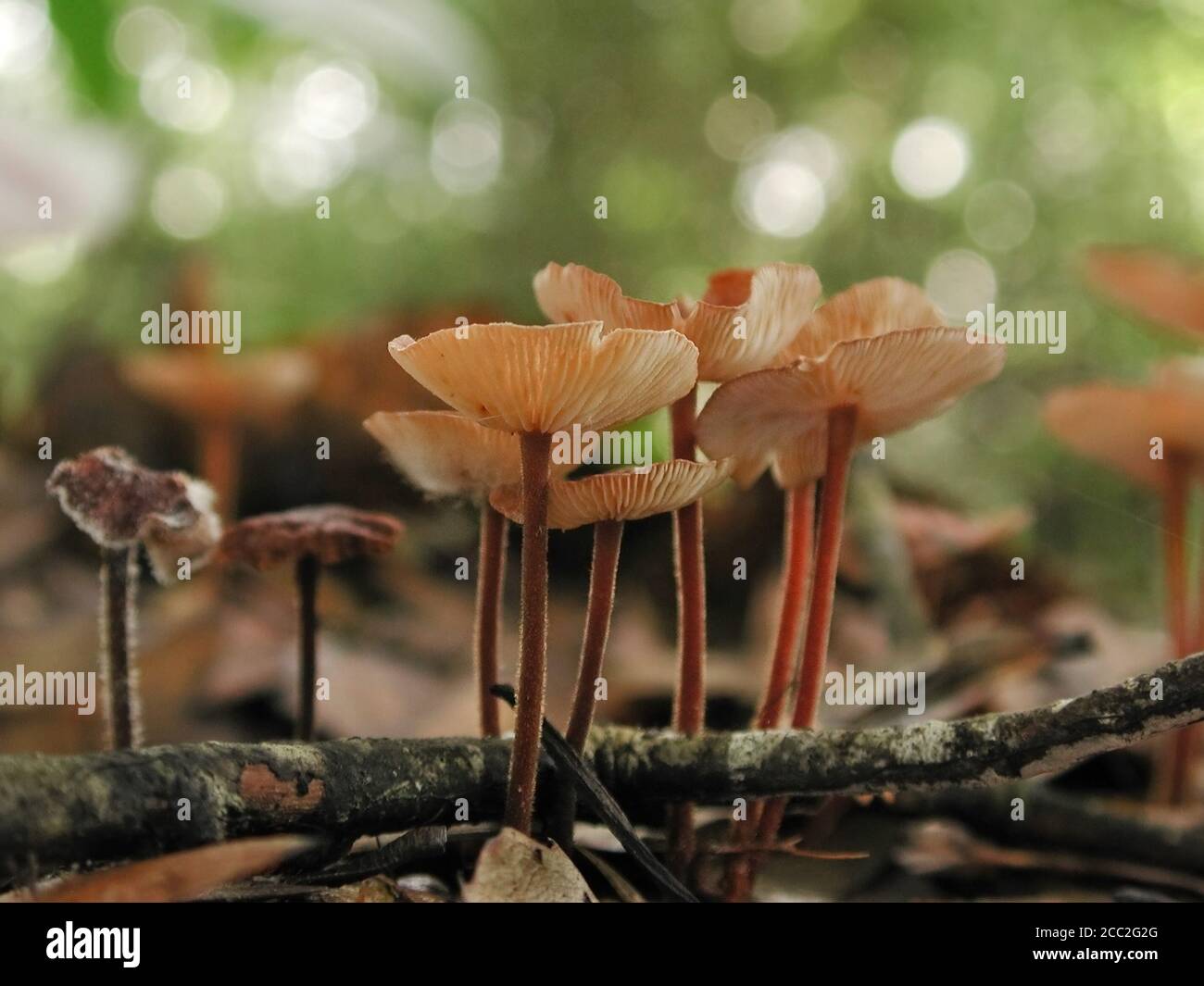 Mushrooms are a form of fungi found in natural settings around the ...
