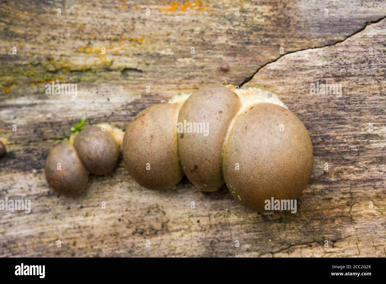 Larger wolf's milk (Lycogala flavofuscum Stock Photo - Alamy