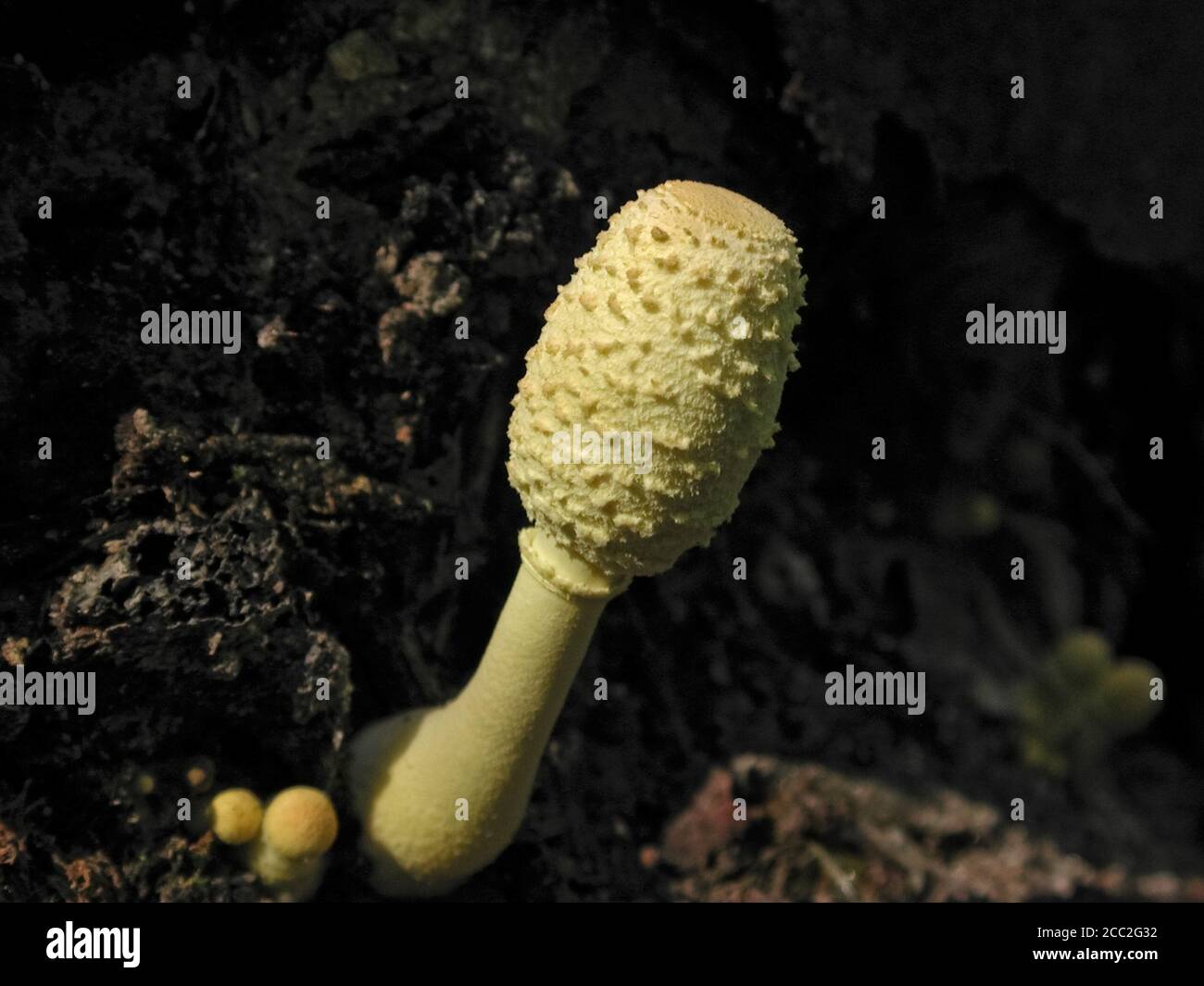 Conical form hi-res stock photography and images - Alamy
