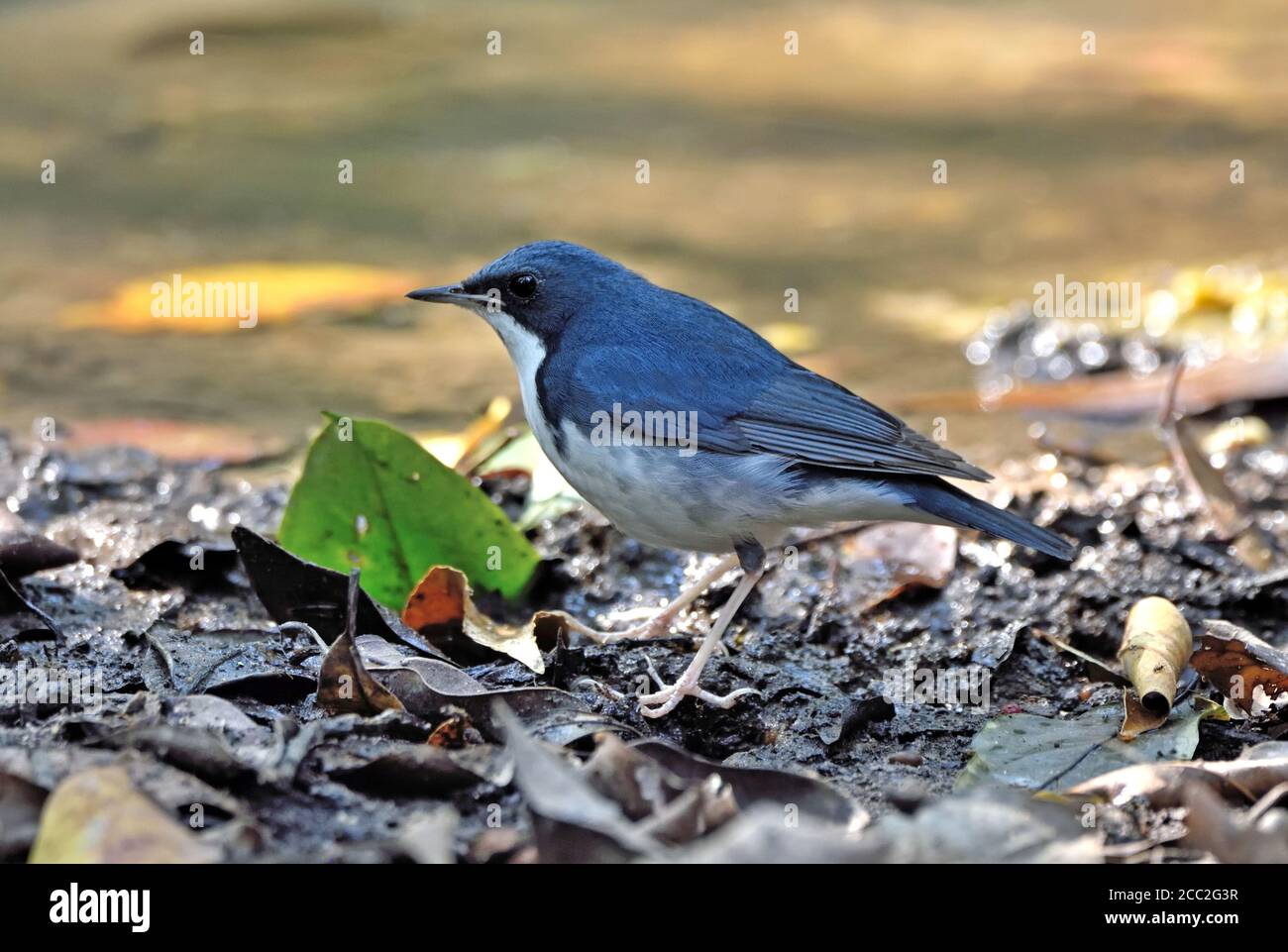 A male Siberian Blue Robin (Larvivora cyane) by a shallow stream in the ...