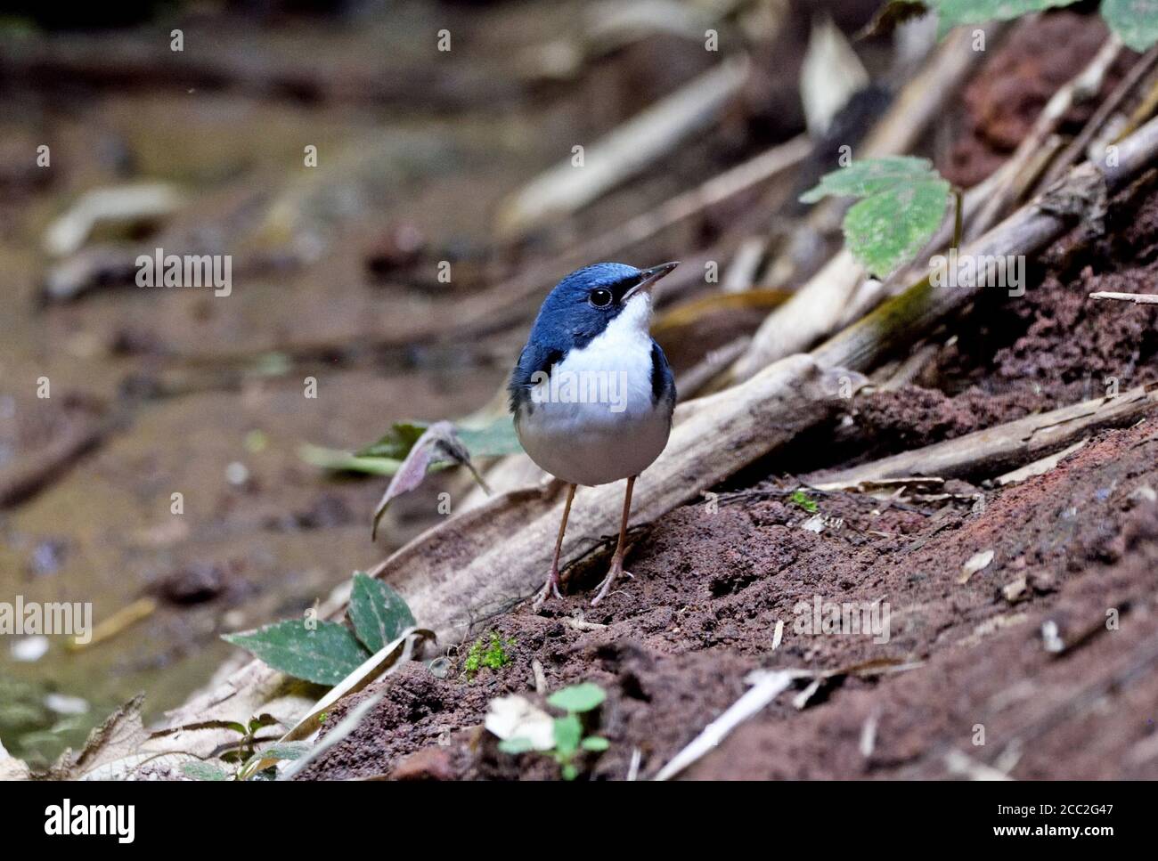 Beautiful male siberian blue robin hi-res stock photography and images ...