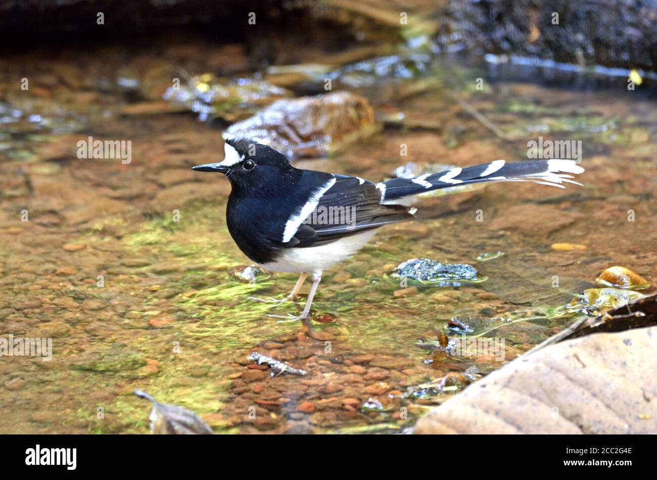 Forktail bird hi-res stock photography and images - Alamy