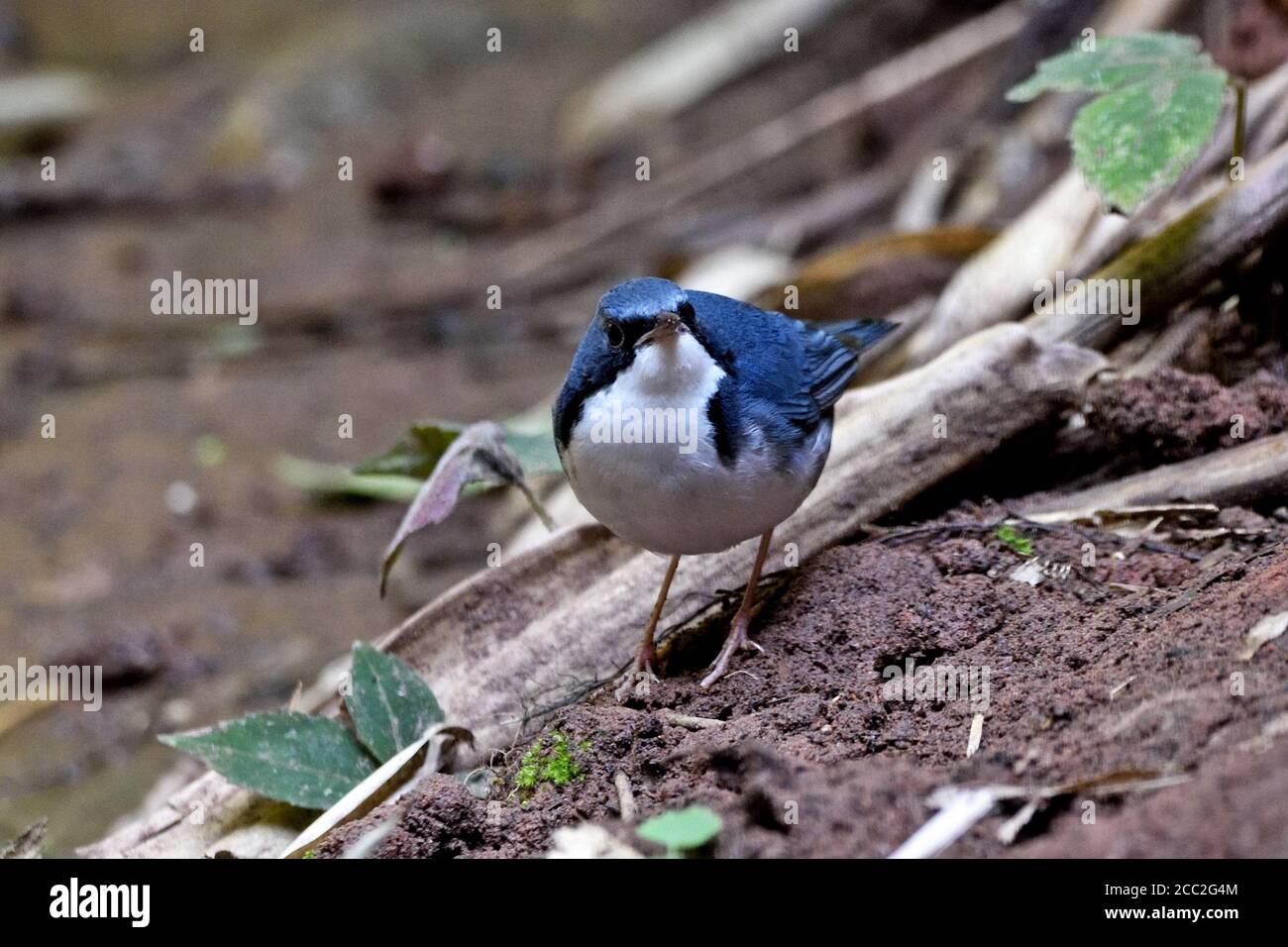 Asian robin hi-res stock photography and images - Alamy
