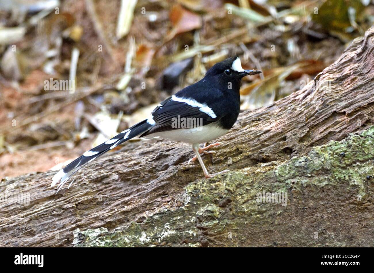Forktail bird hi-res stock photography and images - Alamy