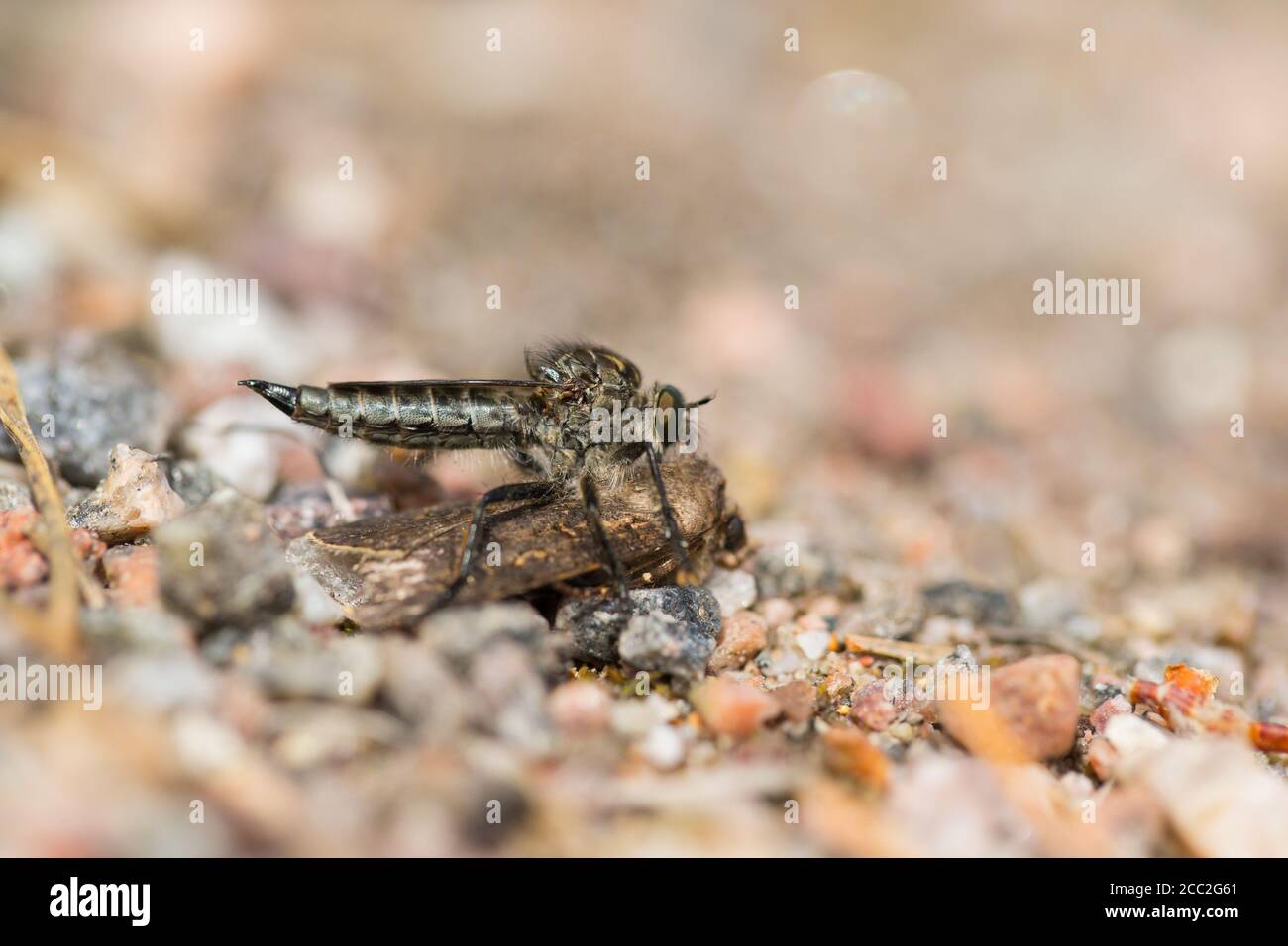 Machimus High Resolution Stock Photography and Images - Alamy