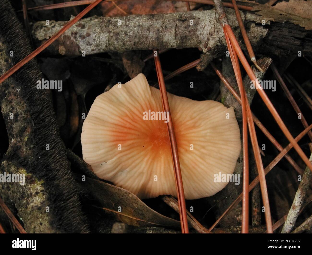 Mushrooms are a form of fungi found in natural settings around the ...