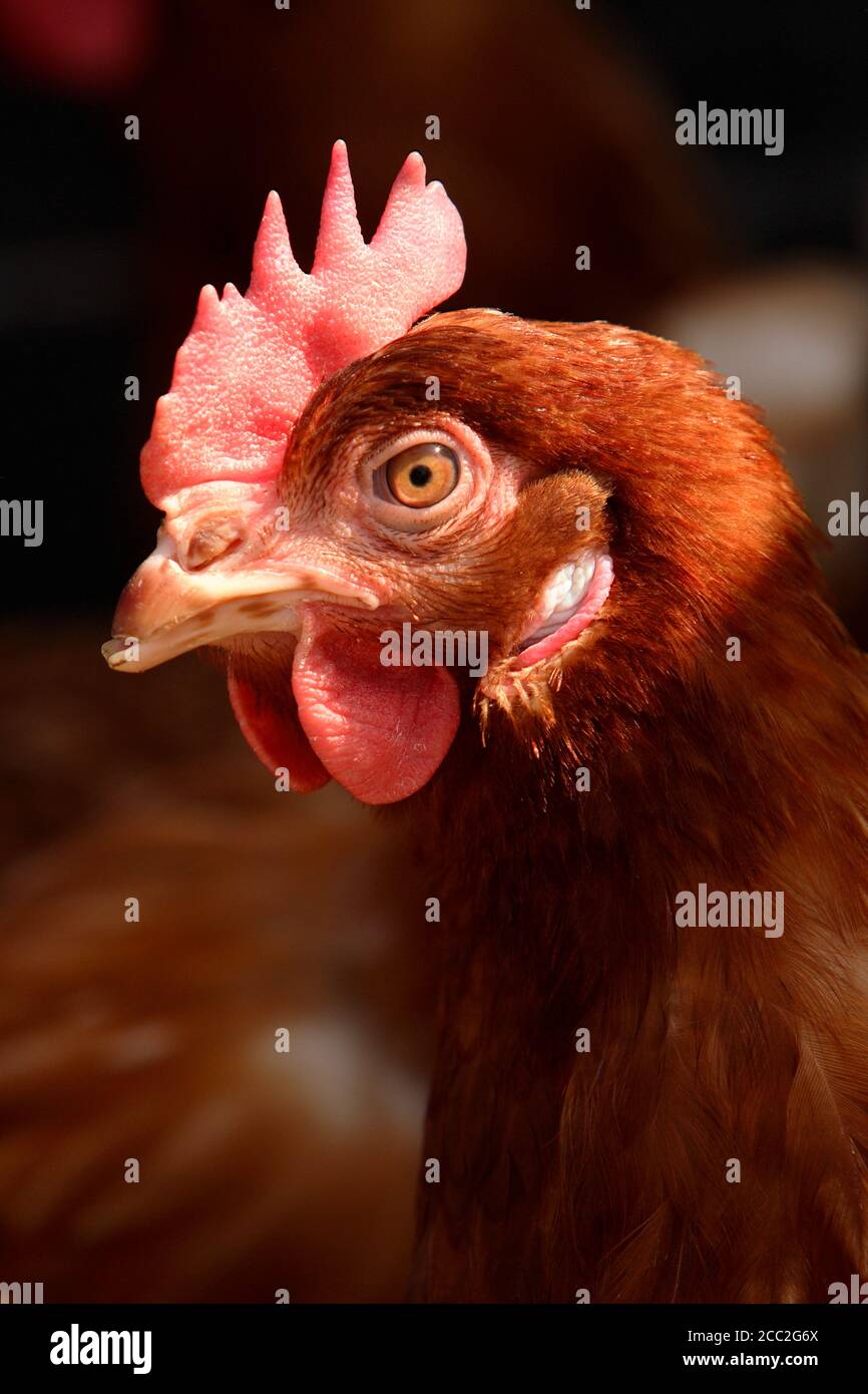 Point of lay hi-res stock photography and images - Alamy