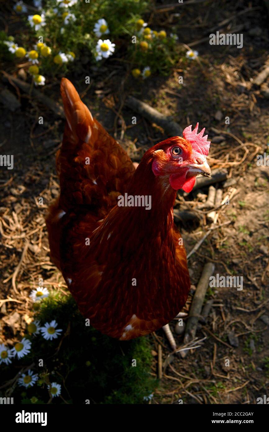 Free range Point of Lay Chicken Stock Photo - Alamy
