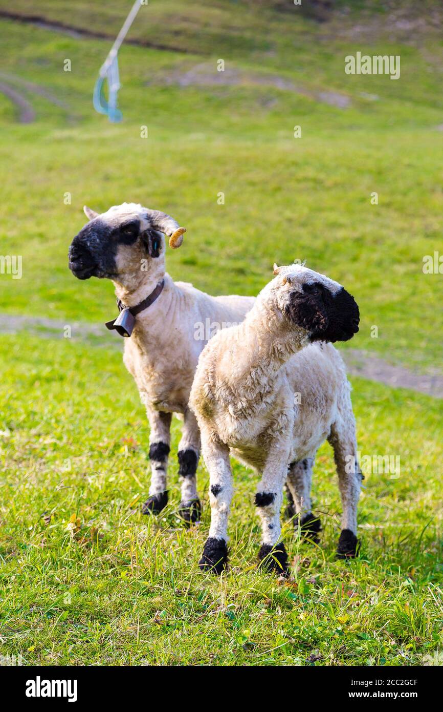 Swiss Alps and Valais blacknose sheep next to Zermatt in Switzerland in ...