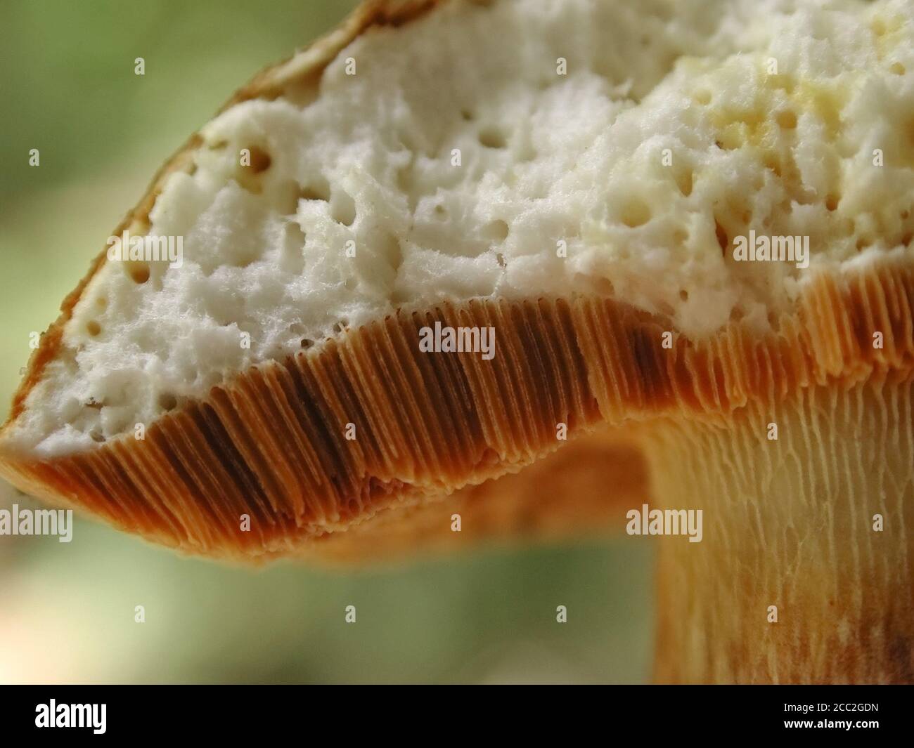 Mushroom pores hi-res stock photography and images - Alamy