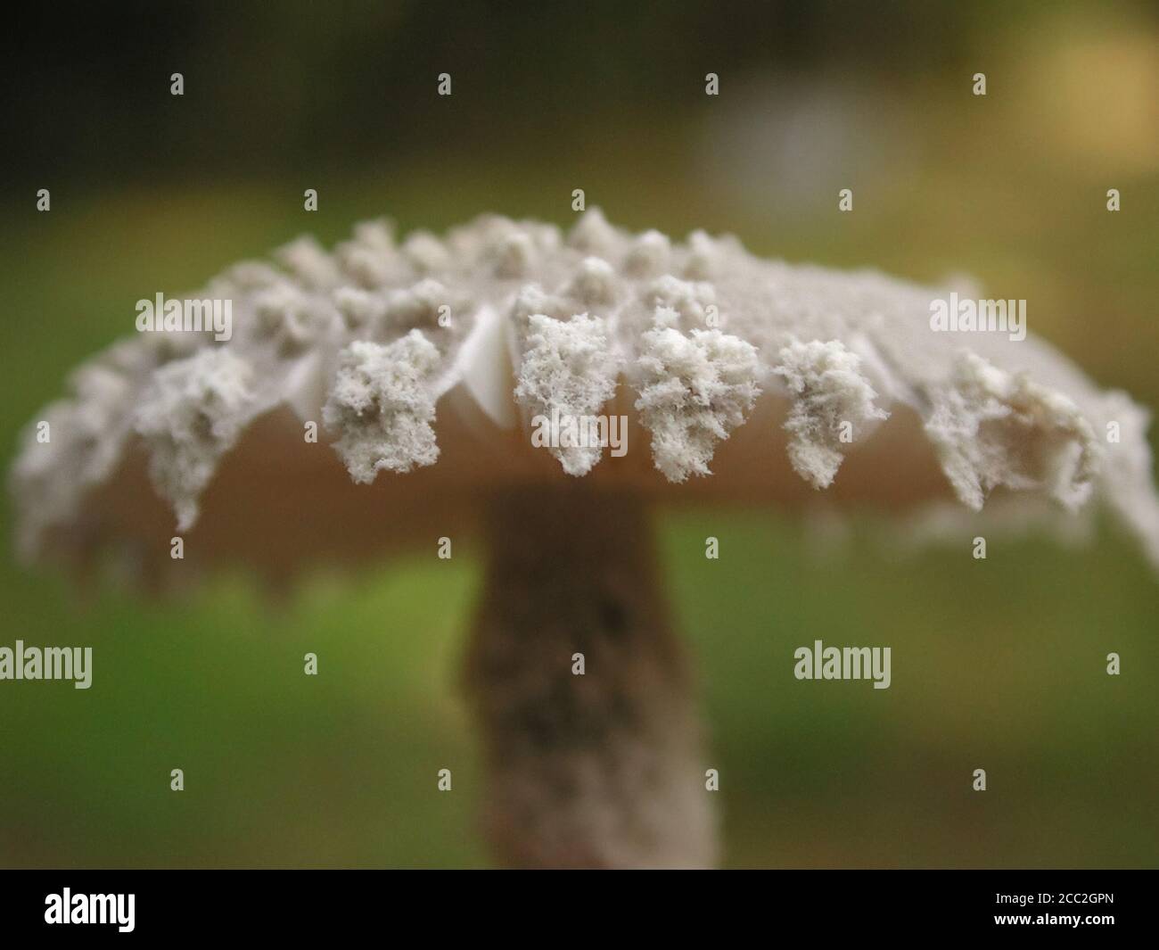 Mushrooms are a form of fungi found in natural settings around the ...