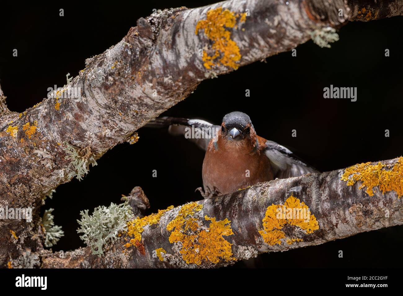 Espejo natural hi-res stock photography and images - Alamy