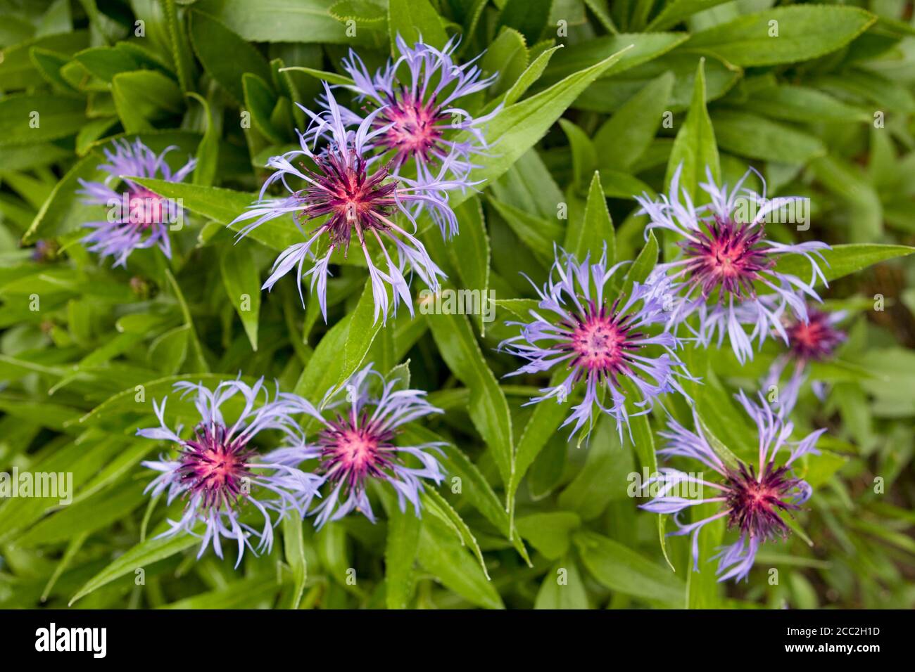 Mountain Cornflower (Centaurea montana Stock Photo - Alamy
