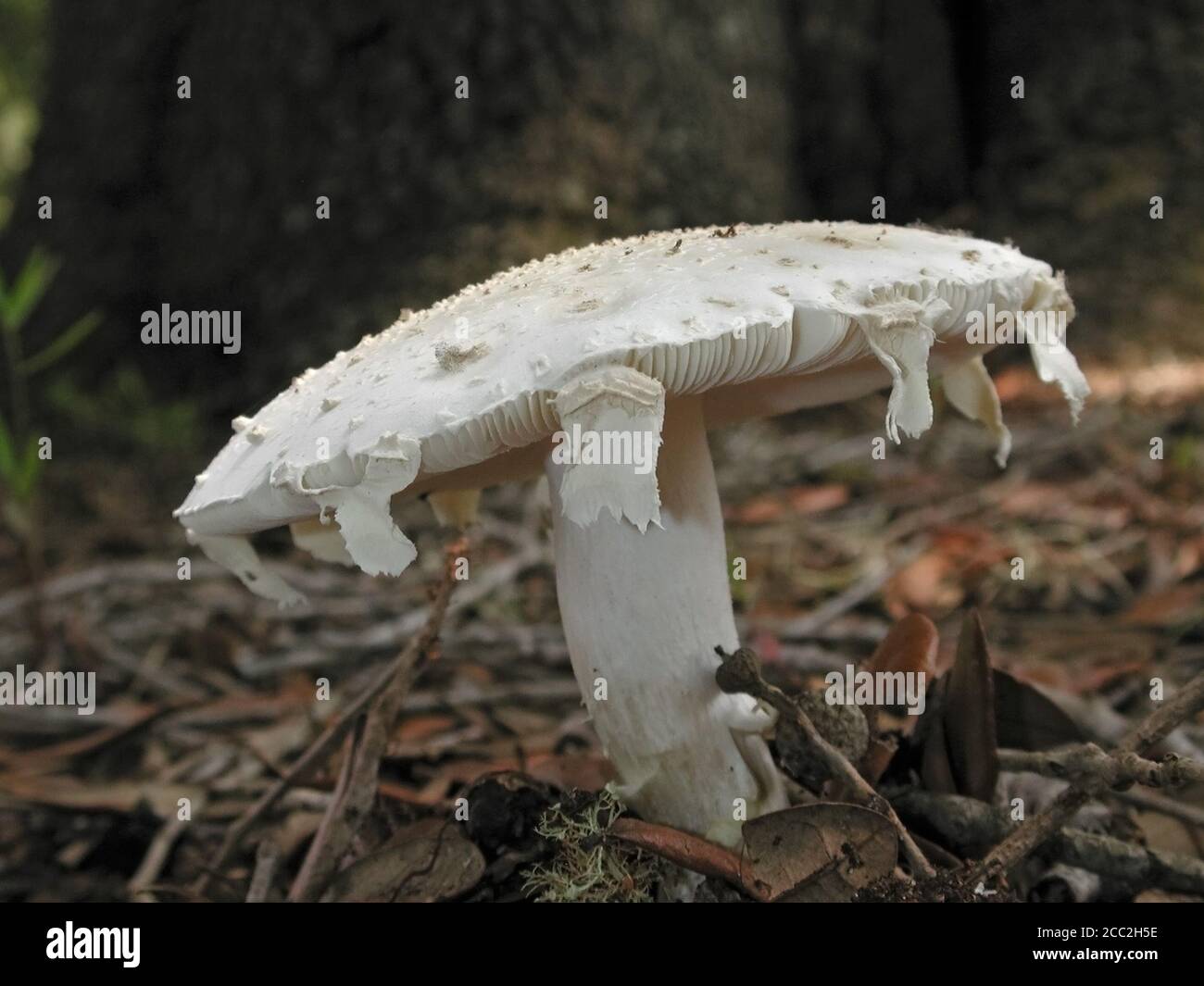 Mushrooms are a form of fungi found in natural settings around the ...