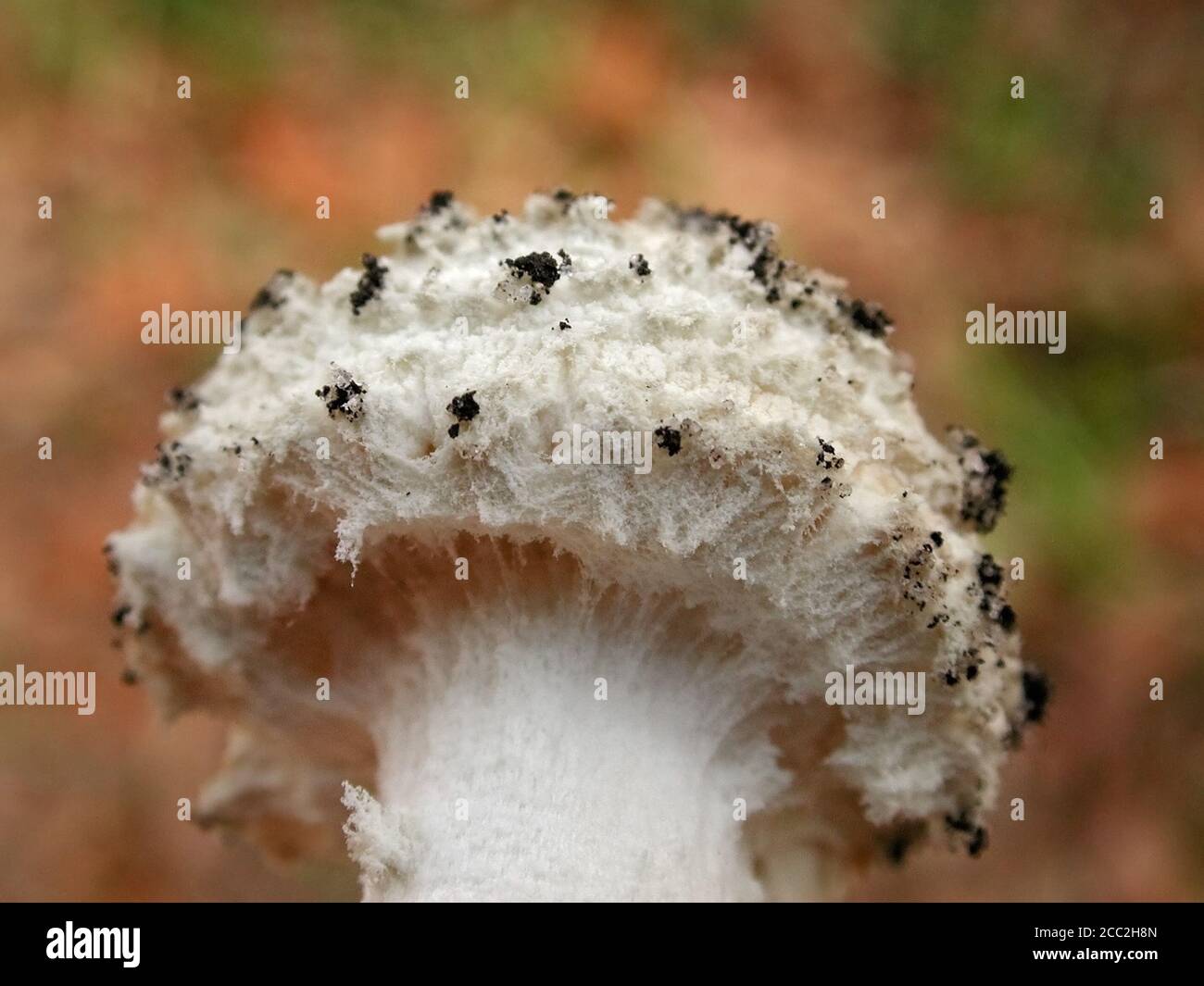 Mushrooms are a form of fungi found in natural settings around the ...