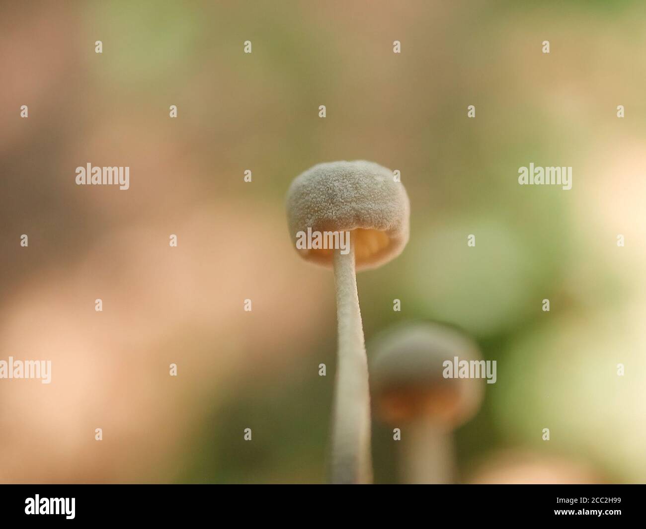 Tiny fungi hi-res stock photography and images - Alamy