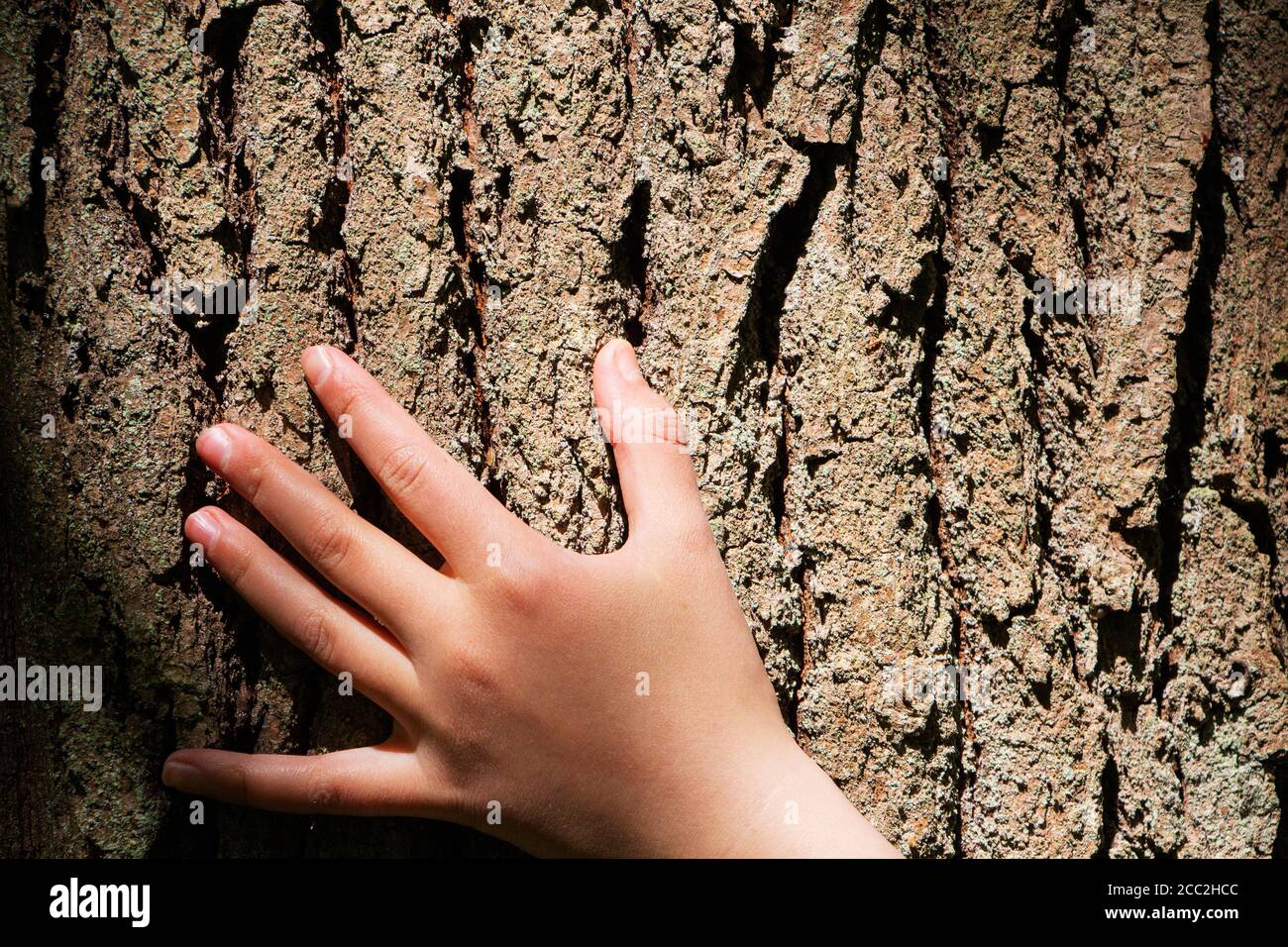 Child arms around tree trunk hi-res stock photography and images - Alamy