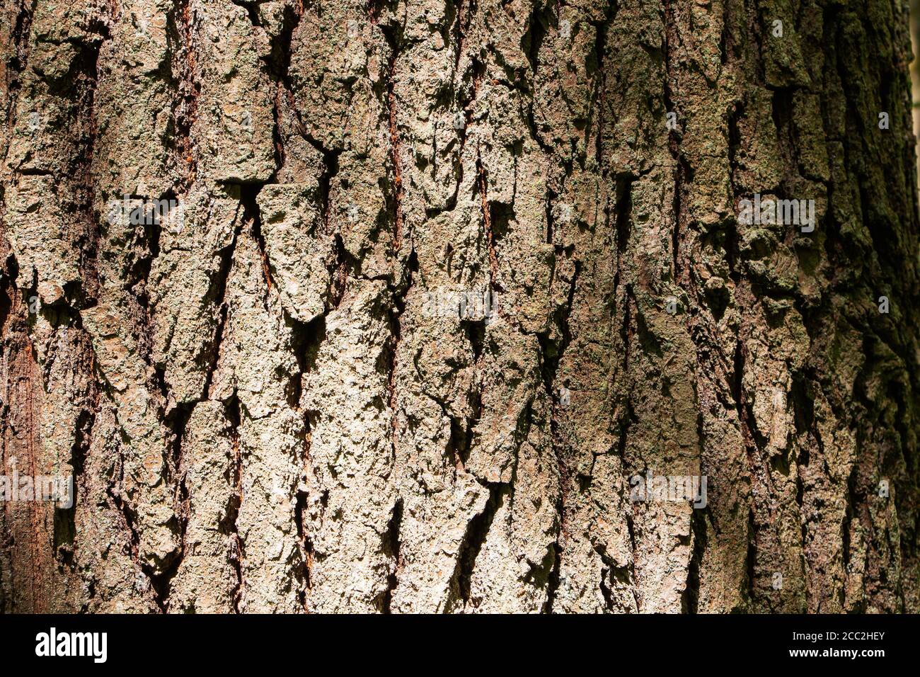 the bark of an old tree. The relief of the crust, texture of old bark ...