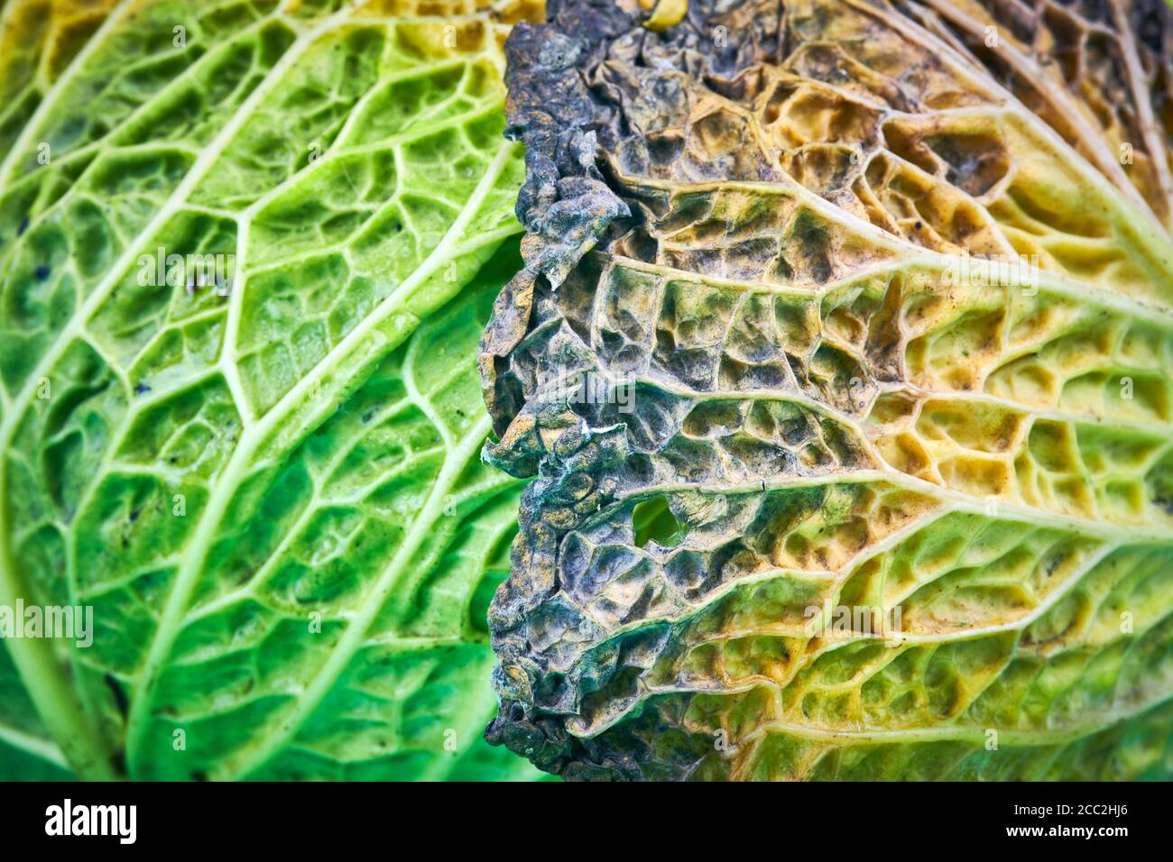 Rotten cabbage, macro, close up. Head of moldy cabbage. Unsuitable ...
