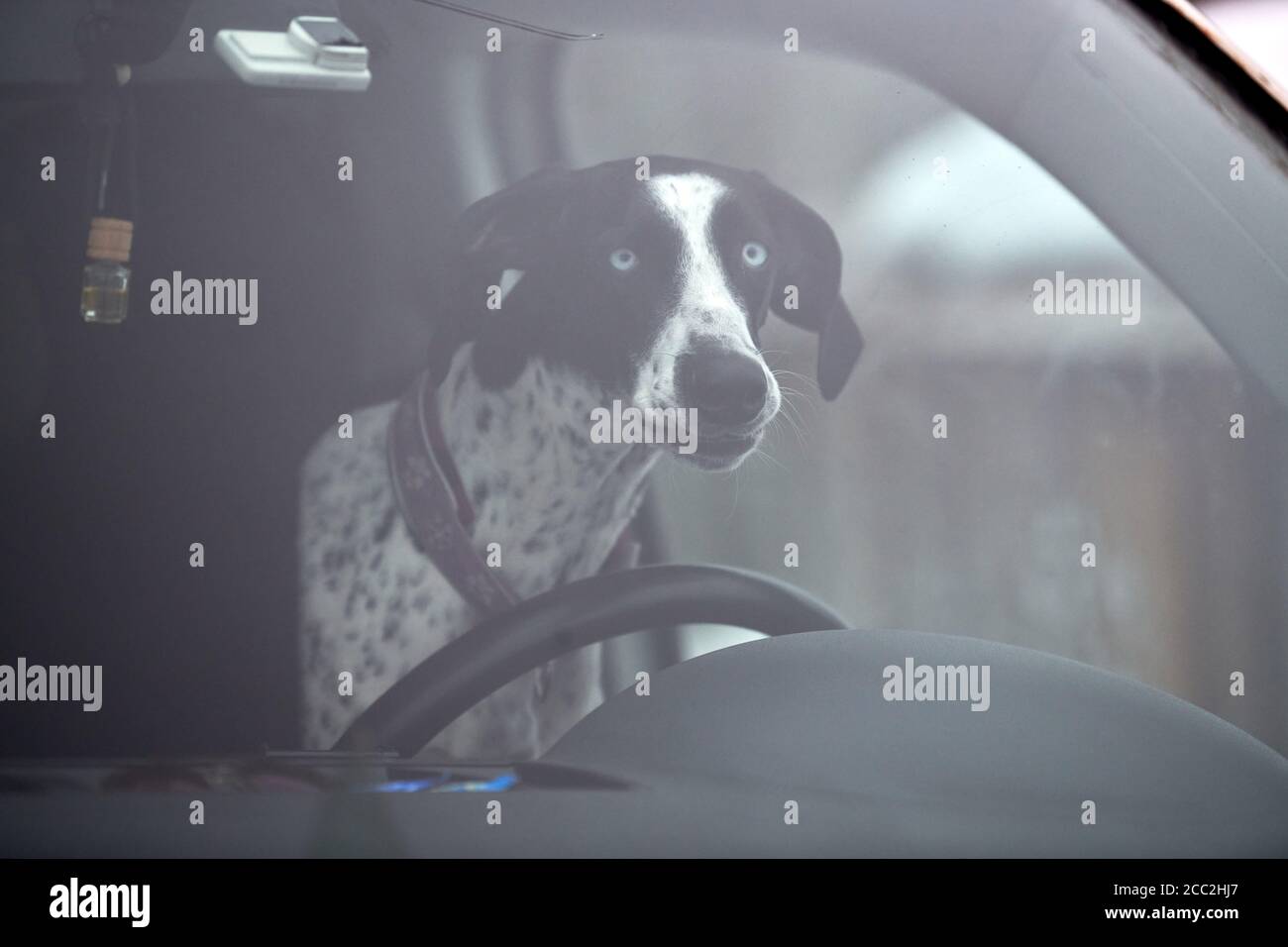 Dog behind steering wheel hi-res stock photography and images - Alamy