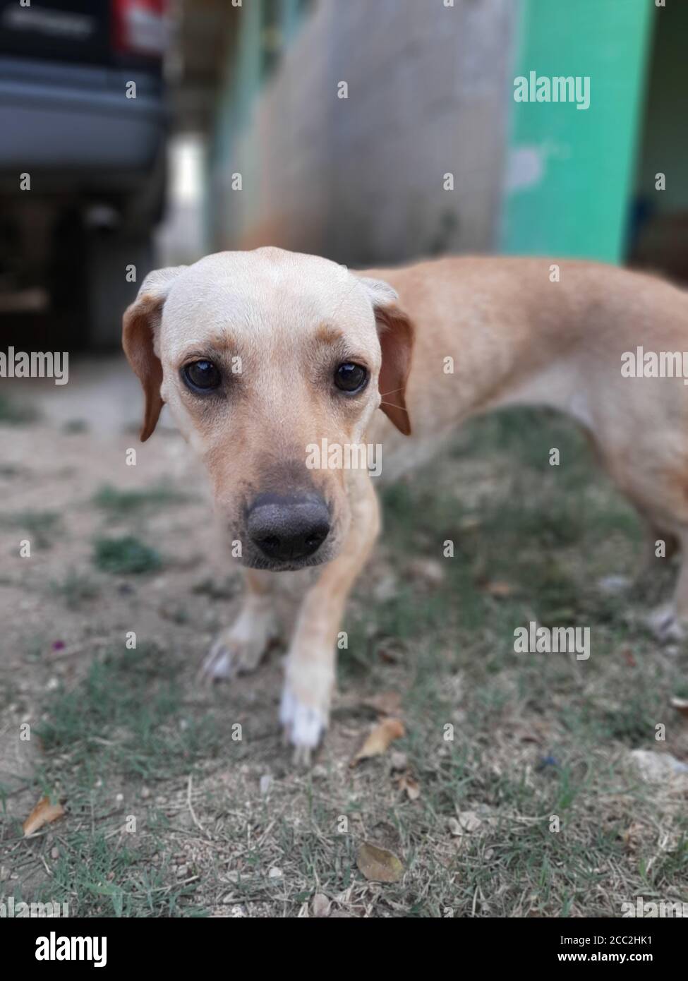 Vertical closeup focus shot of an adorable dog at daytime Stock Photo ...