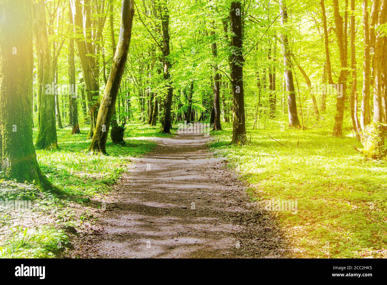Sunny forest hi-res stock photography and images - Alamy
