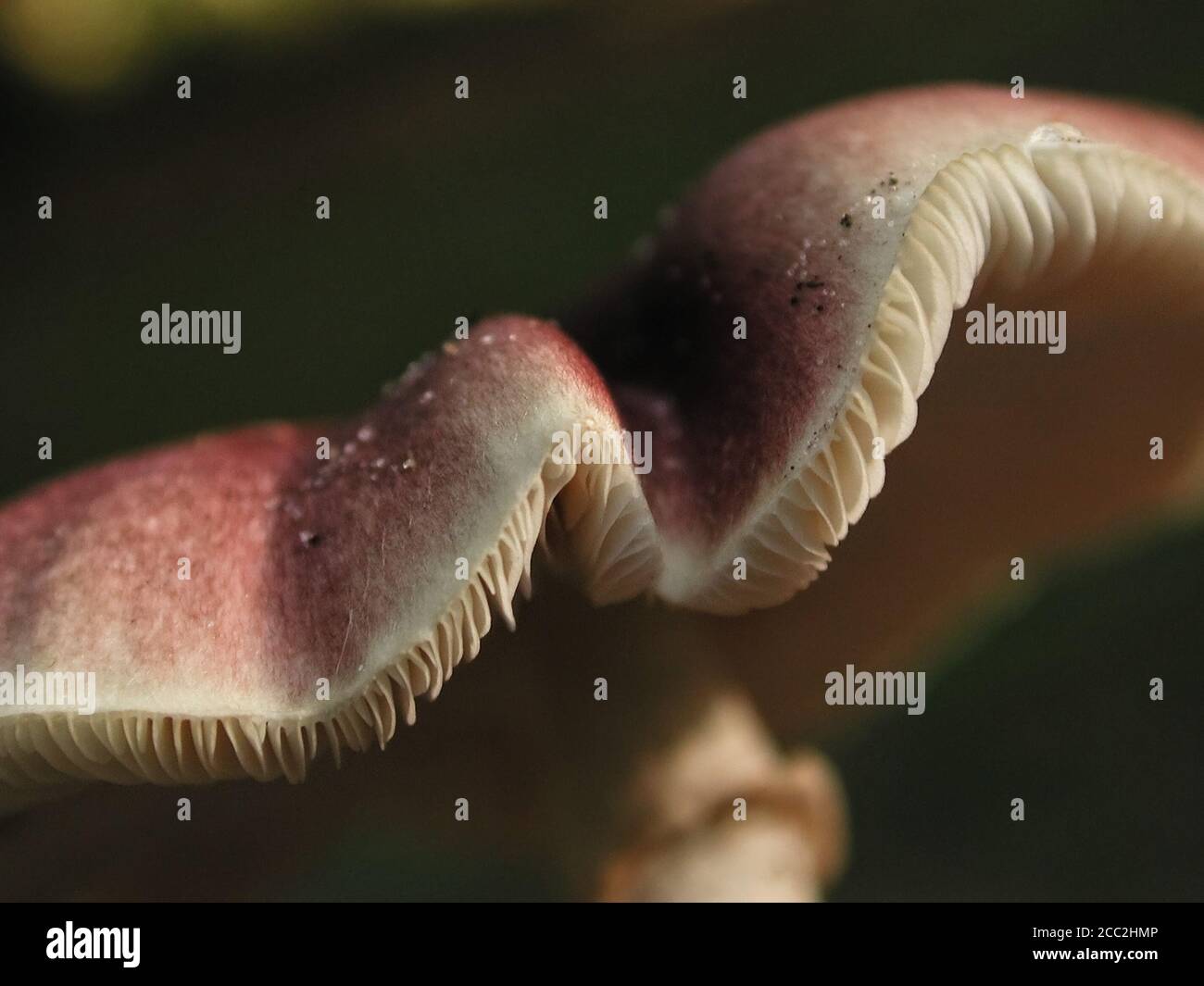 Mushrooms are a form of fungi found in natural settings around the ...