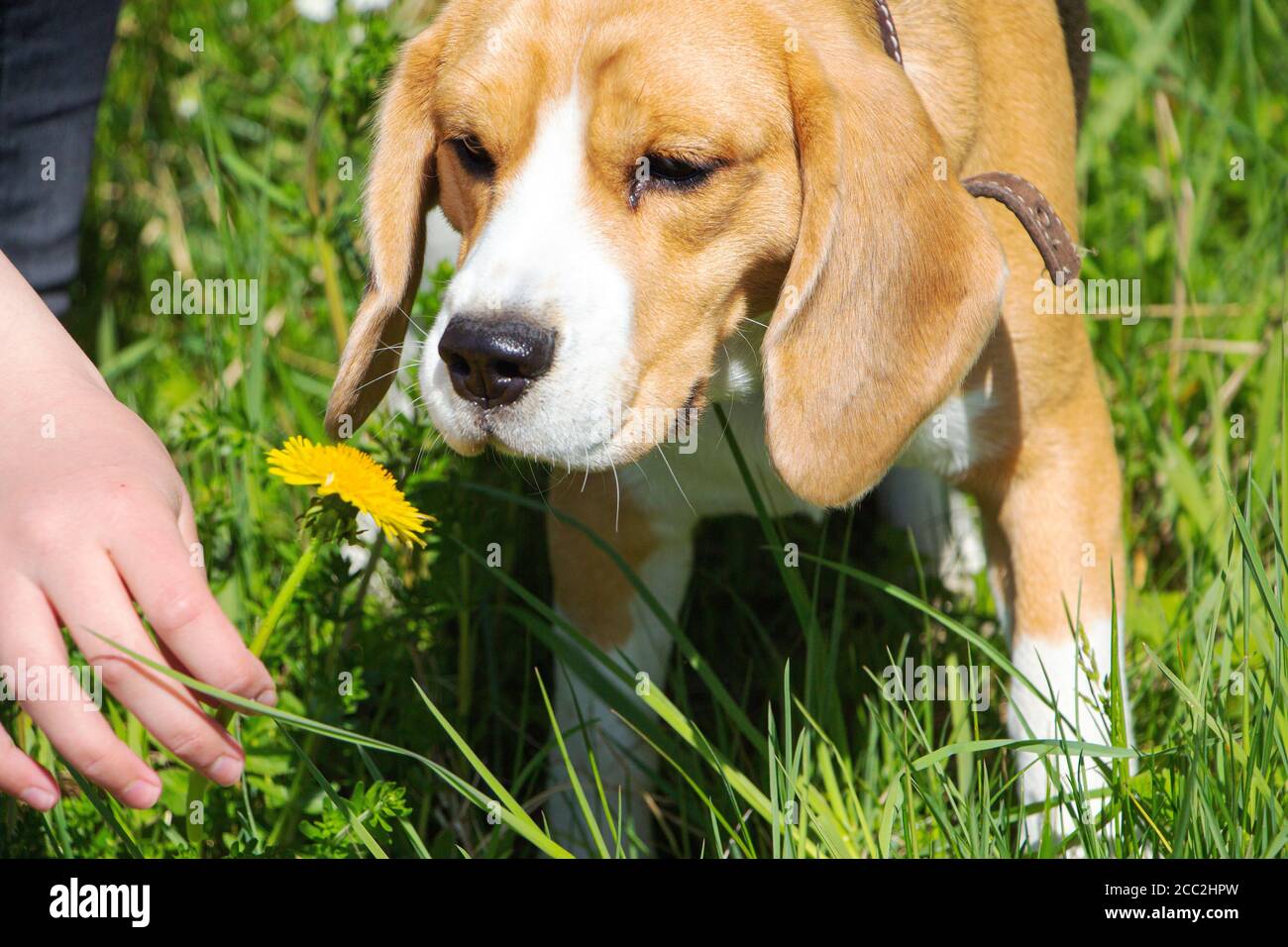a Beagle dog sniffs a dandelion in a clearing Stock Photo - Alamy