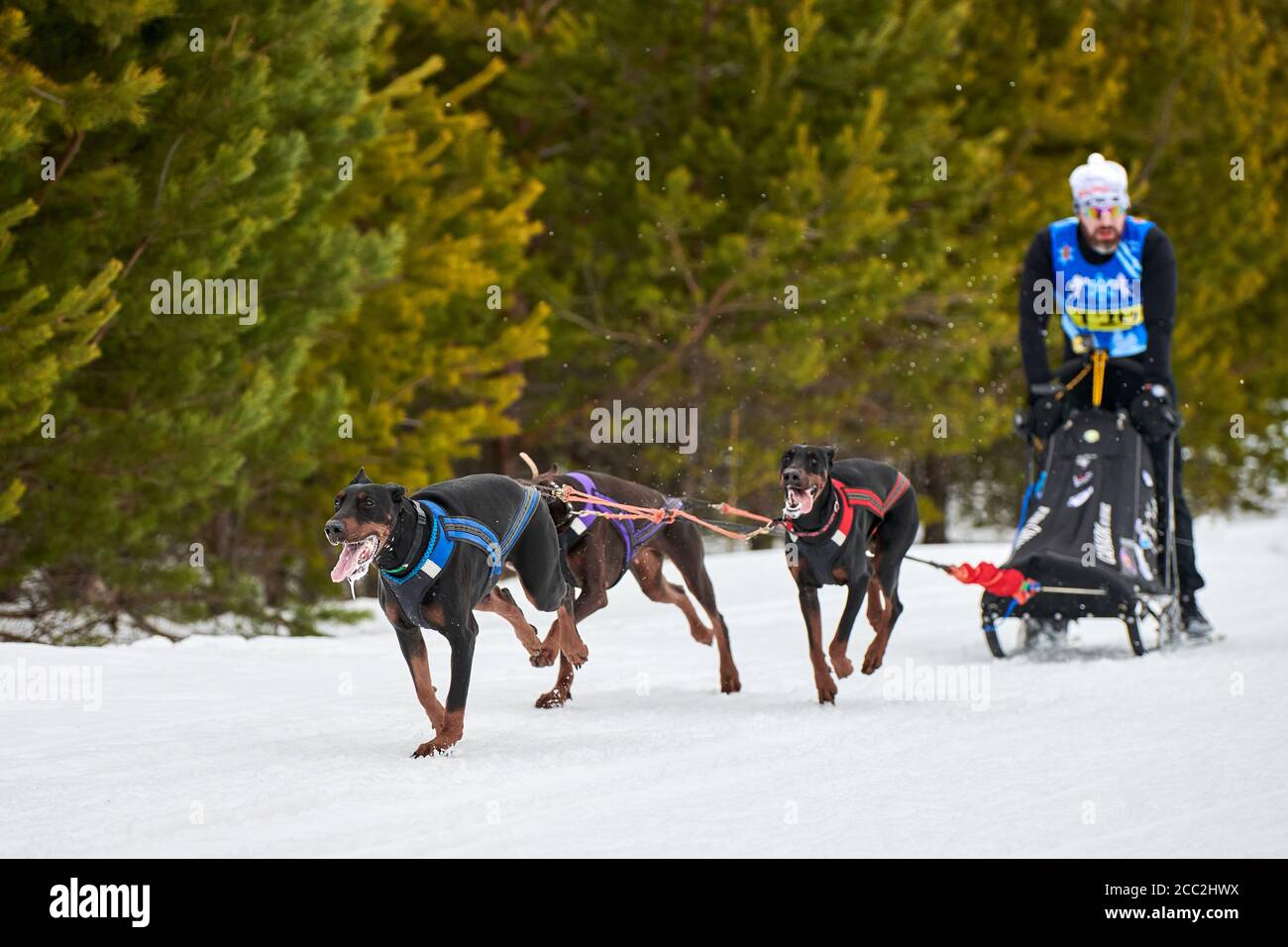Husky sled dog racing. Winter dog sport sled team competition ...