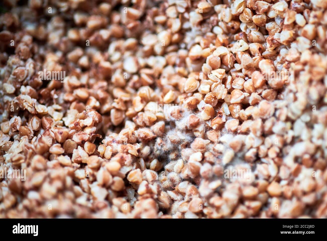 Moldy buckwheat, macro, close up.. Fluffy fungi spores mold growing on ...