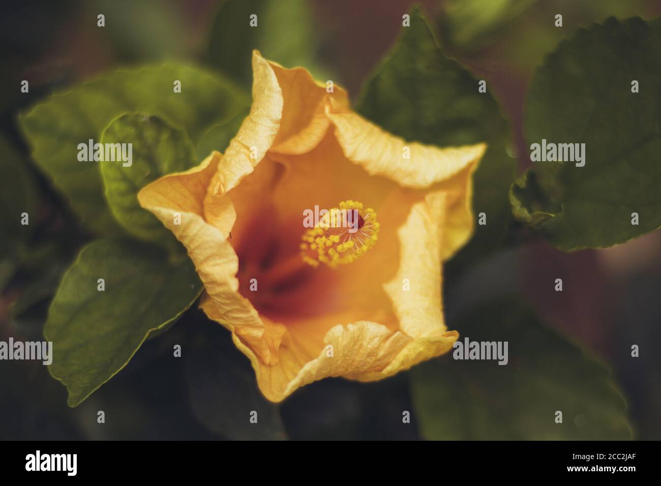 Closeup perfect yellow hibiscus hi-res stock photography and images - Alamy