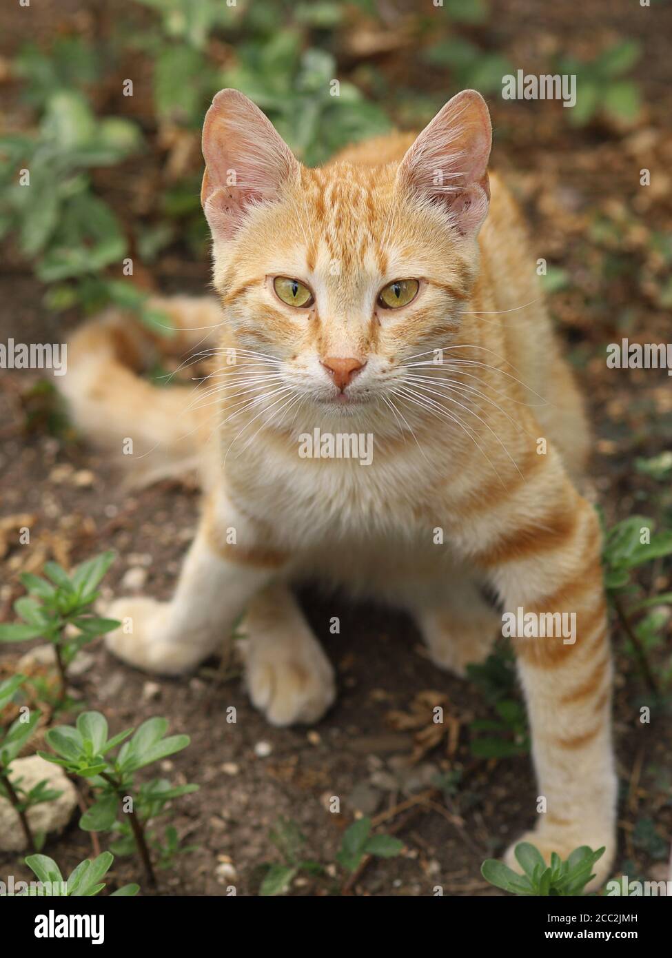 Beautiful ginger cat hi-res stock photography and images - Alamy