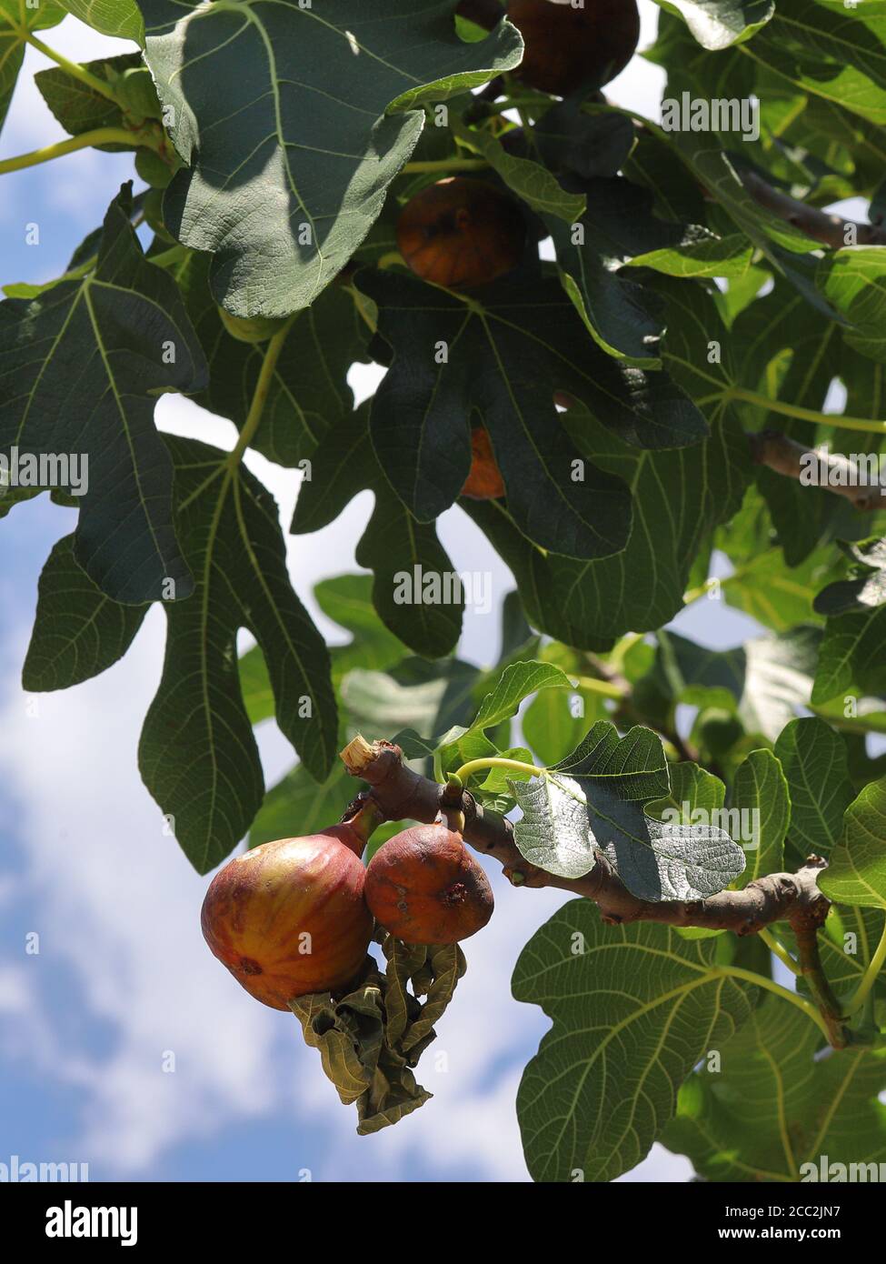 Ripe figs on the tree branches with big green leaves. Healthy food ...