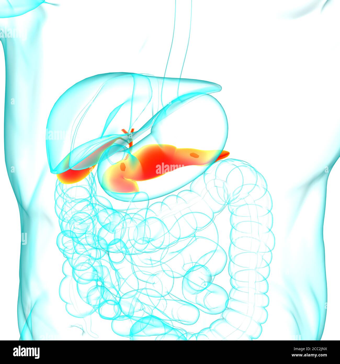 Gall Bladder Human Digestive System Anatomy For Medical Concept 3D ...