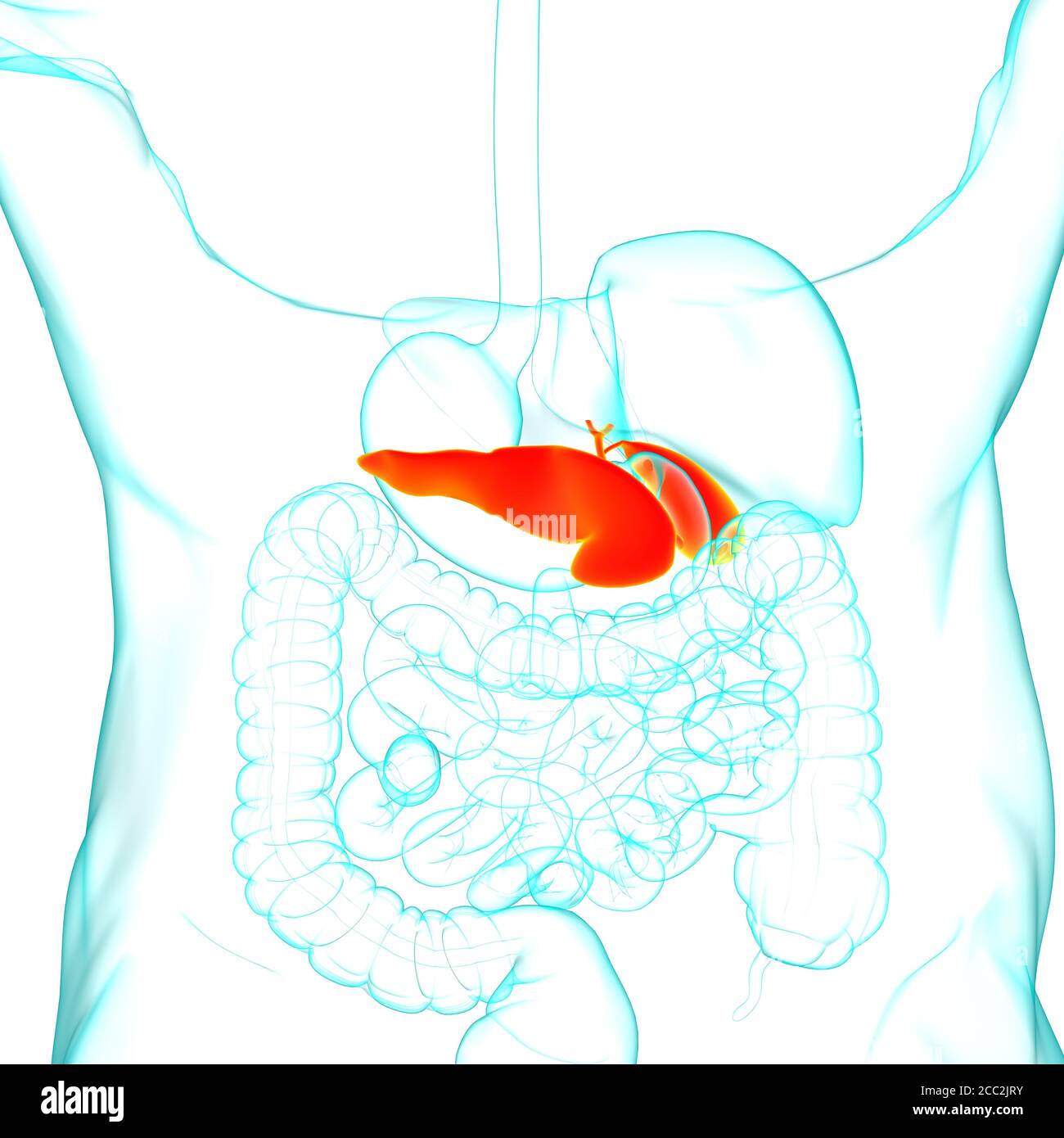 Gall Bladder Human Digestive System Anatomy For Medical Concept 3D ...