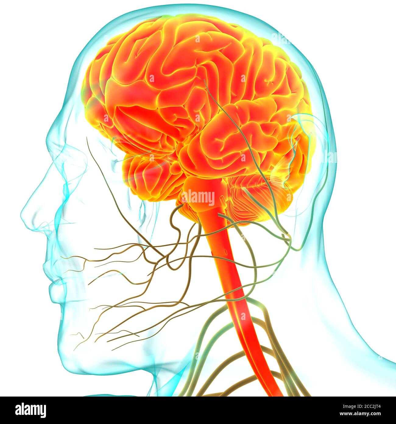 Human Brain Anatomy For Medical Concept 3D Illustration Stock Photo - Alamy