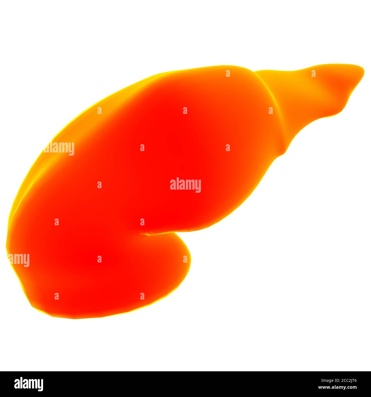 pancreas Human Digestive System Anatomy For Medical Concept 3D ...