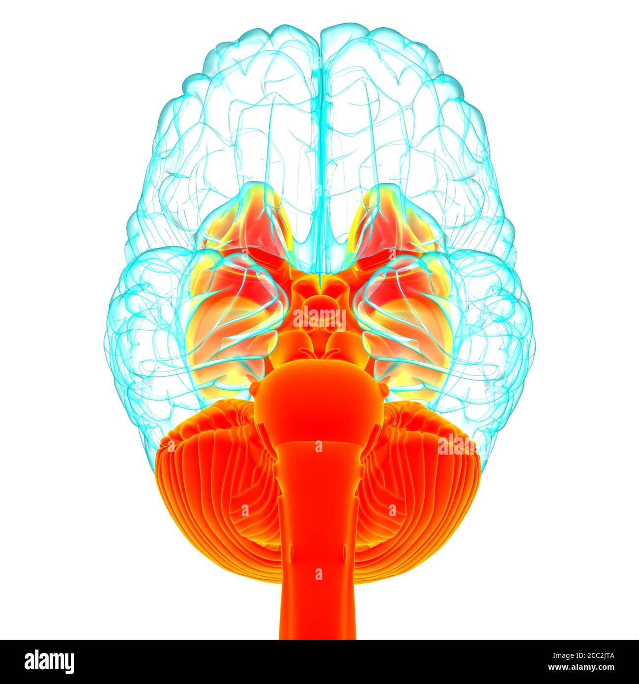 Human Brain inner parts Anatomy For Medical Concept 3D Illustration ...