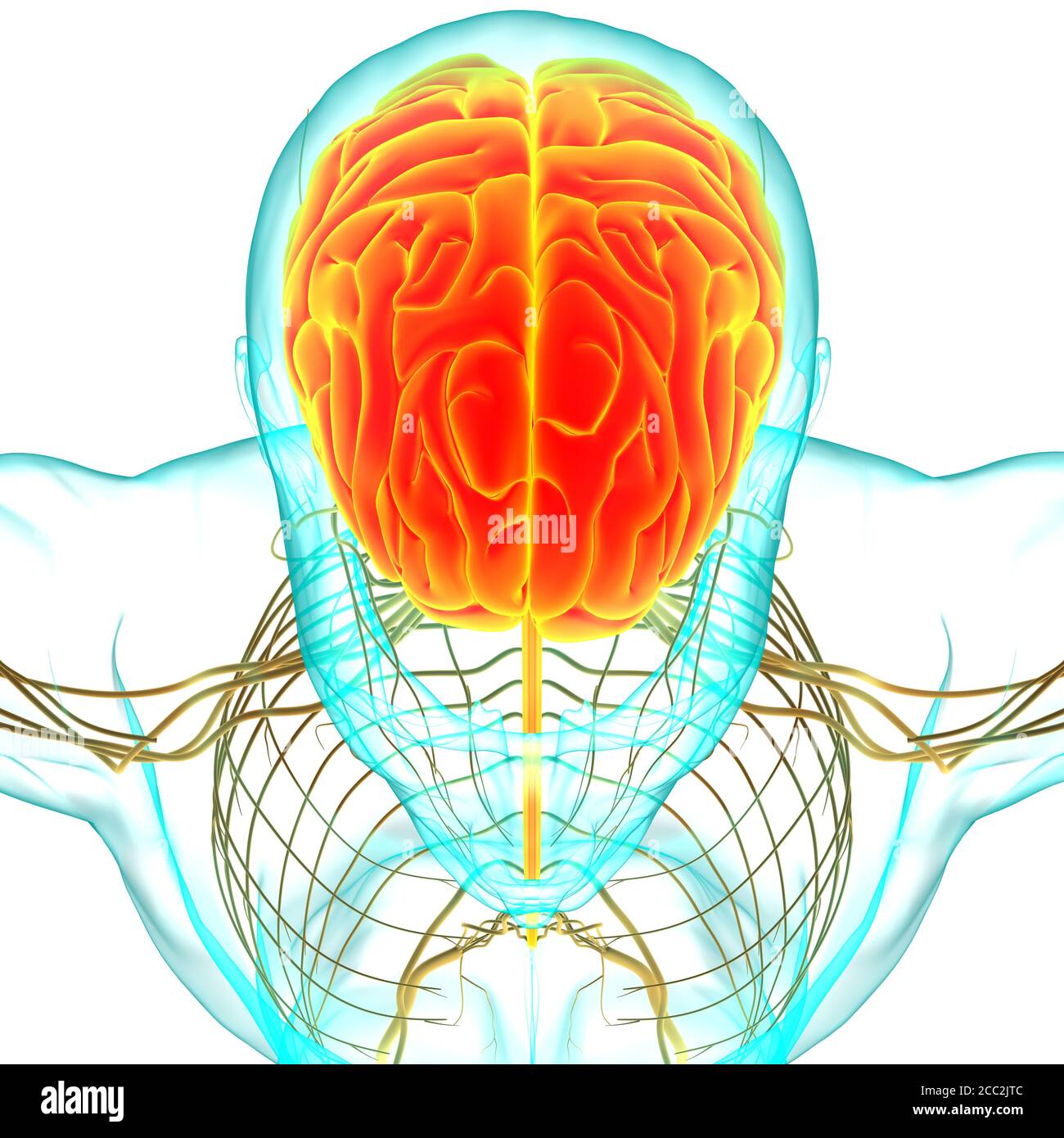 Human Brain Anatomy For Medical Concept 3D Illustration Stock Photo - Alamy