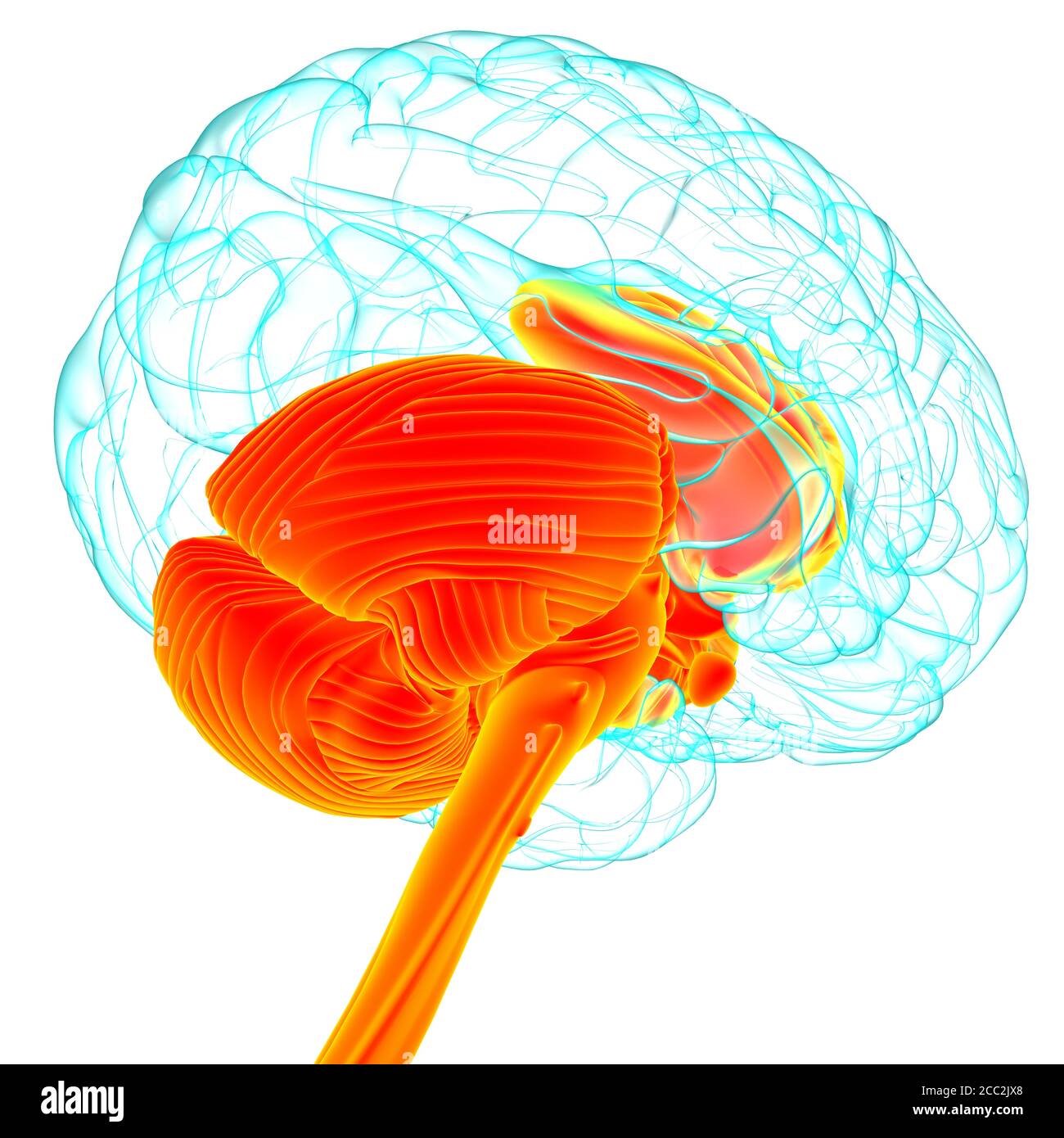 Human Brain inner parts Anatomy For Medical Concept 3D Illustration ...