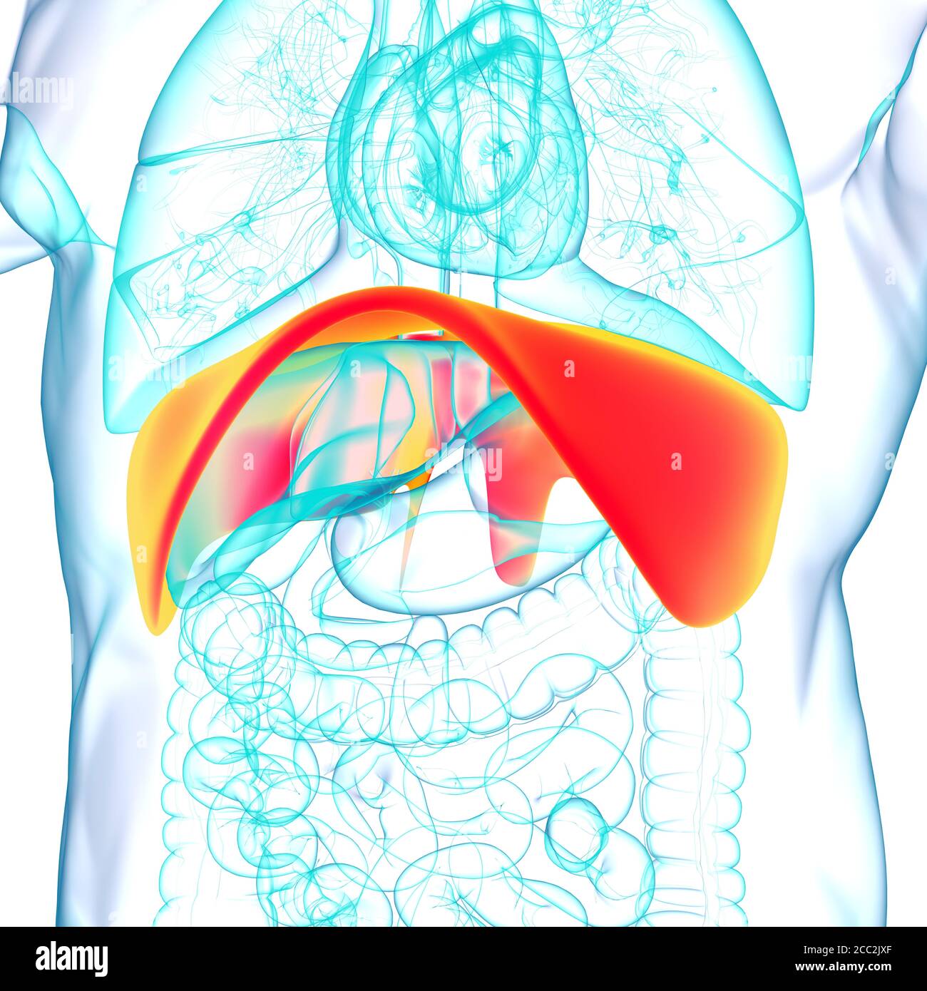 Diaphragm Human Respiratory System Anatomy For Medical Concept 3D ...