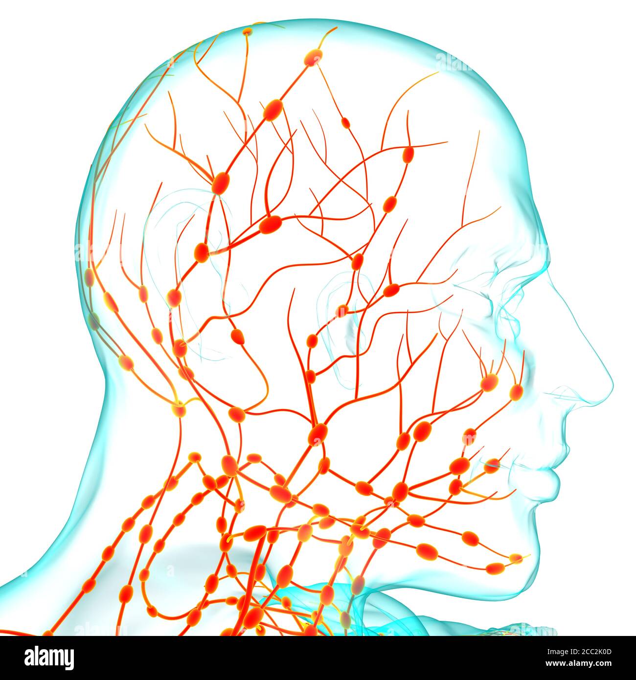 Human Lymph Nodes Anatomy For Medical Concept 3D Illustration Stock ...