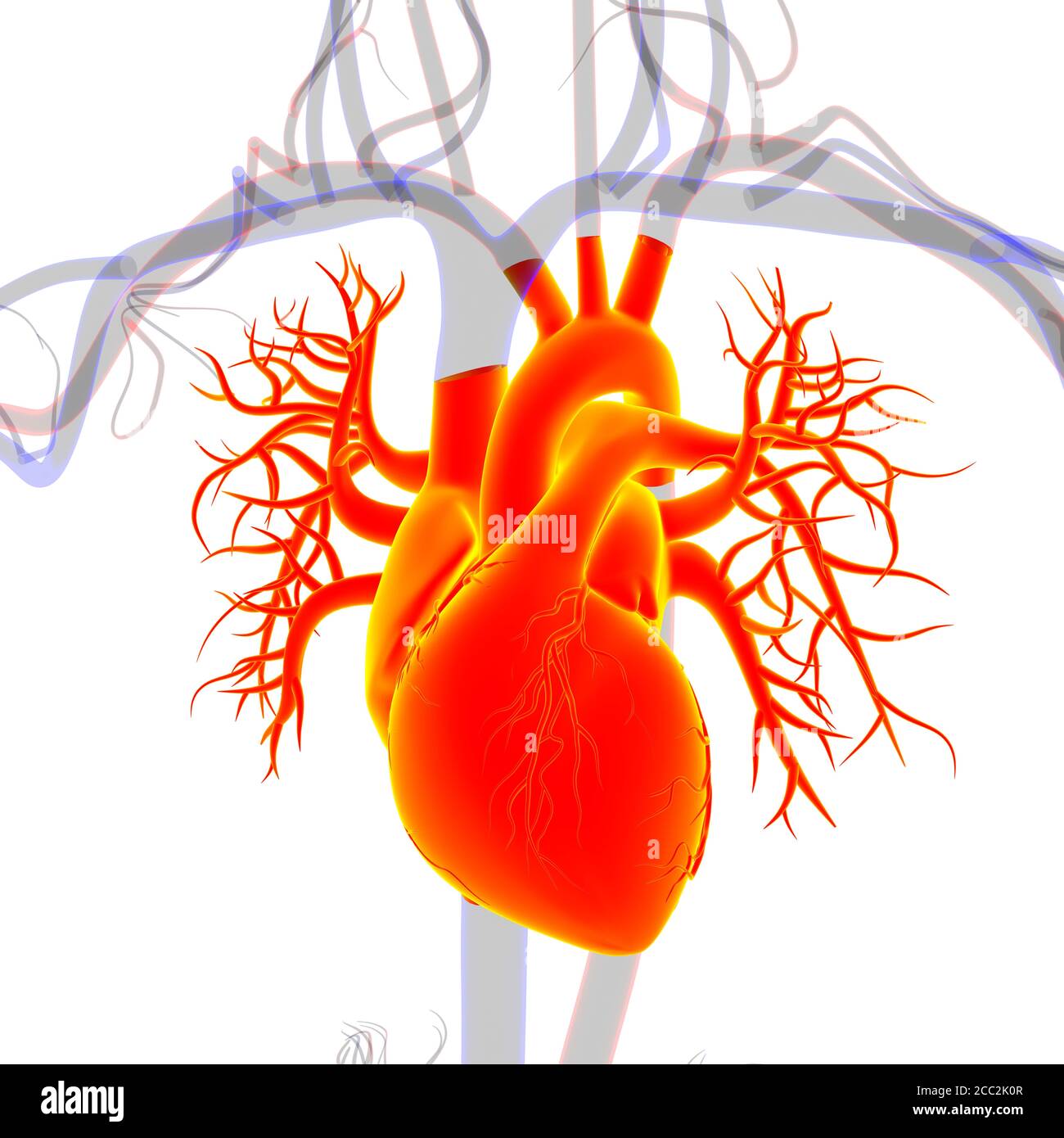 Human Heart Anatomy For Medical Concept 3D Illustration Stock Photo - Alamy